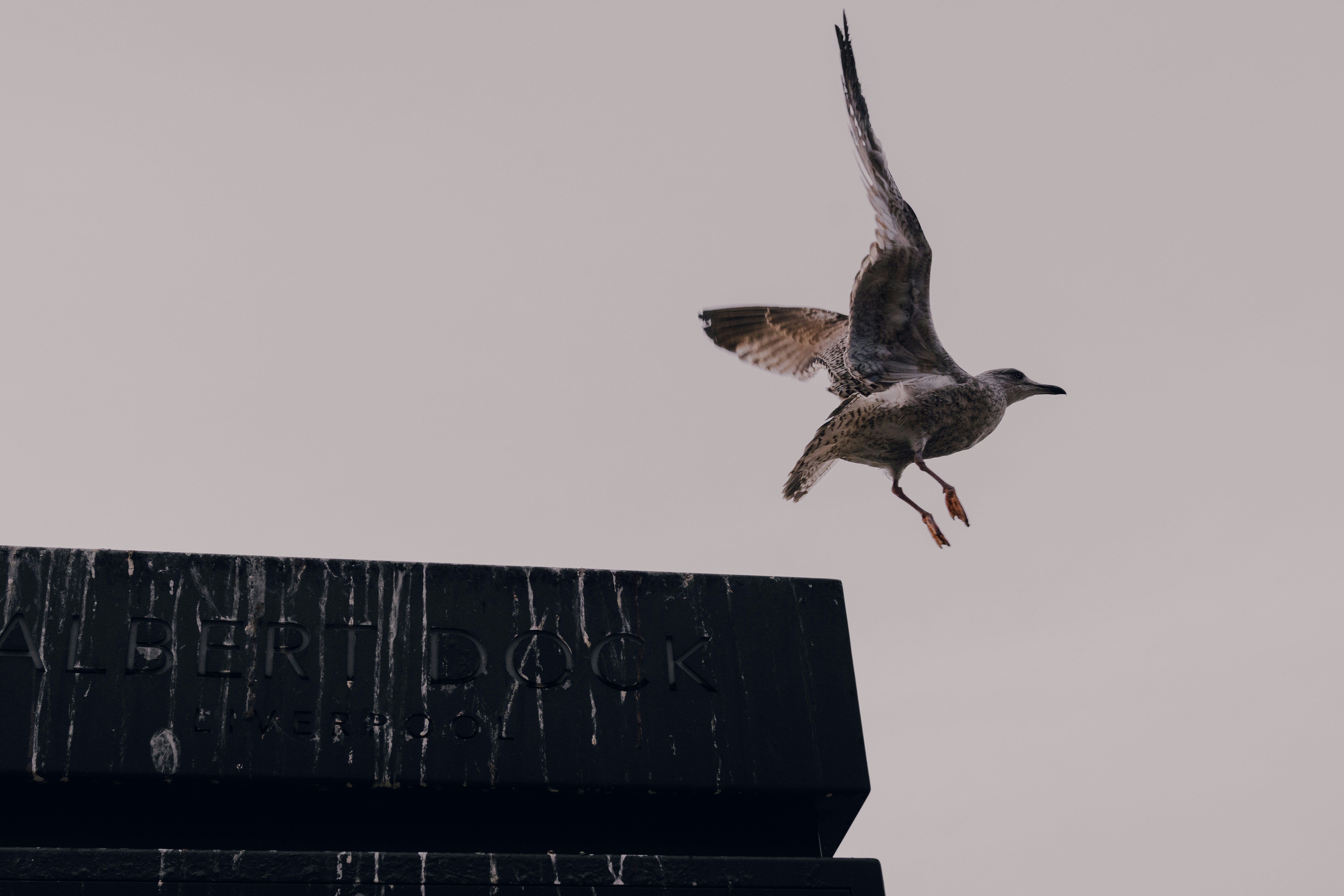 Gull's ascent over a weathered ledge
