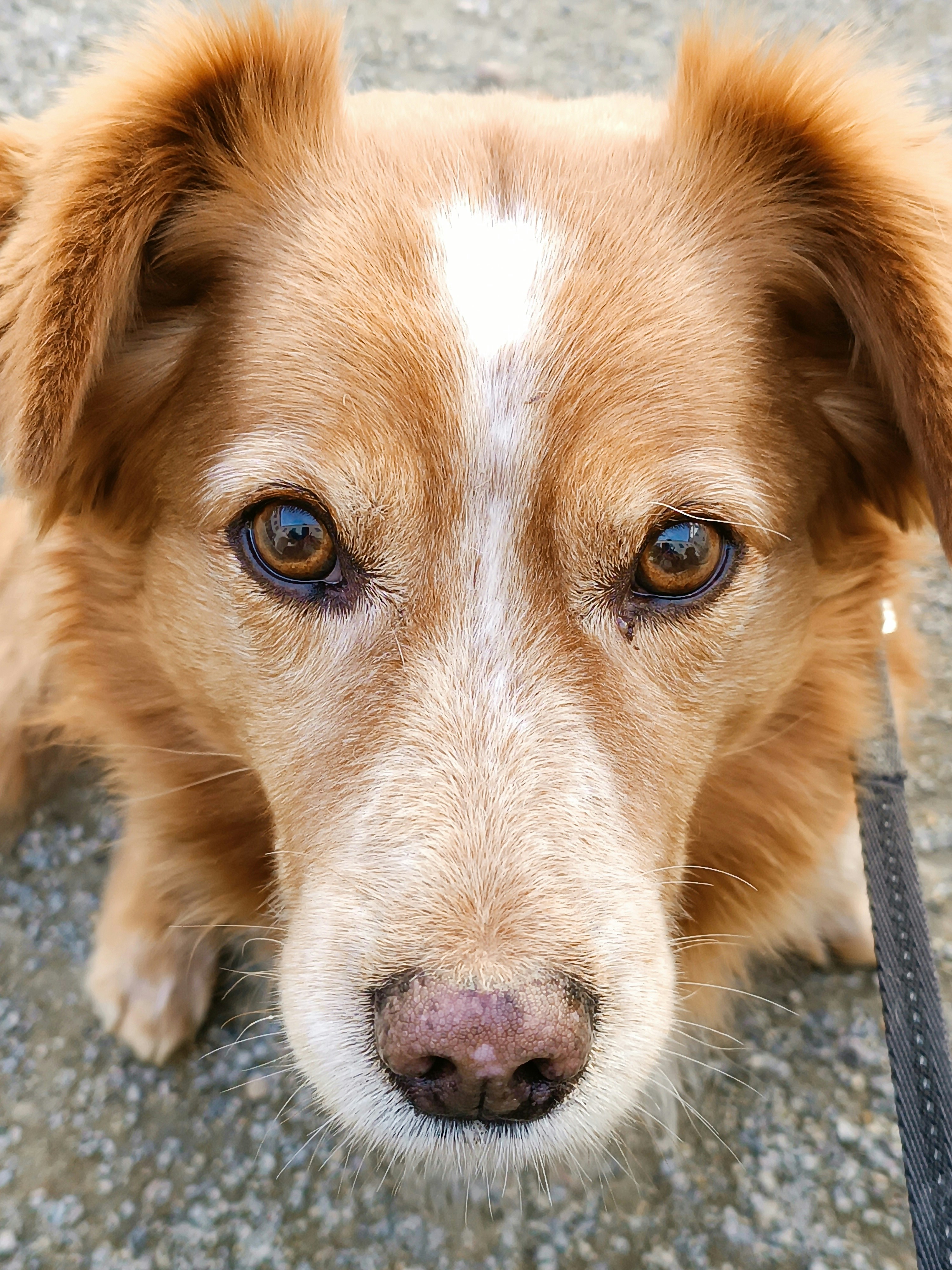 Close-up of a golden dog with expressive eyes and a distinct white mark on its forehead.