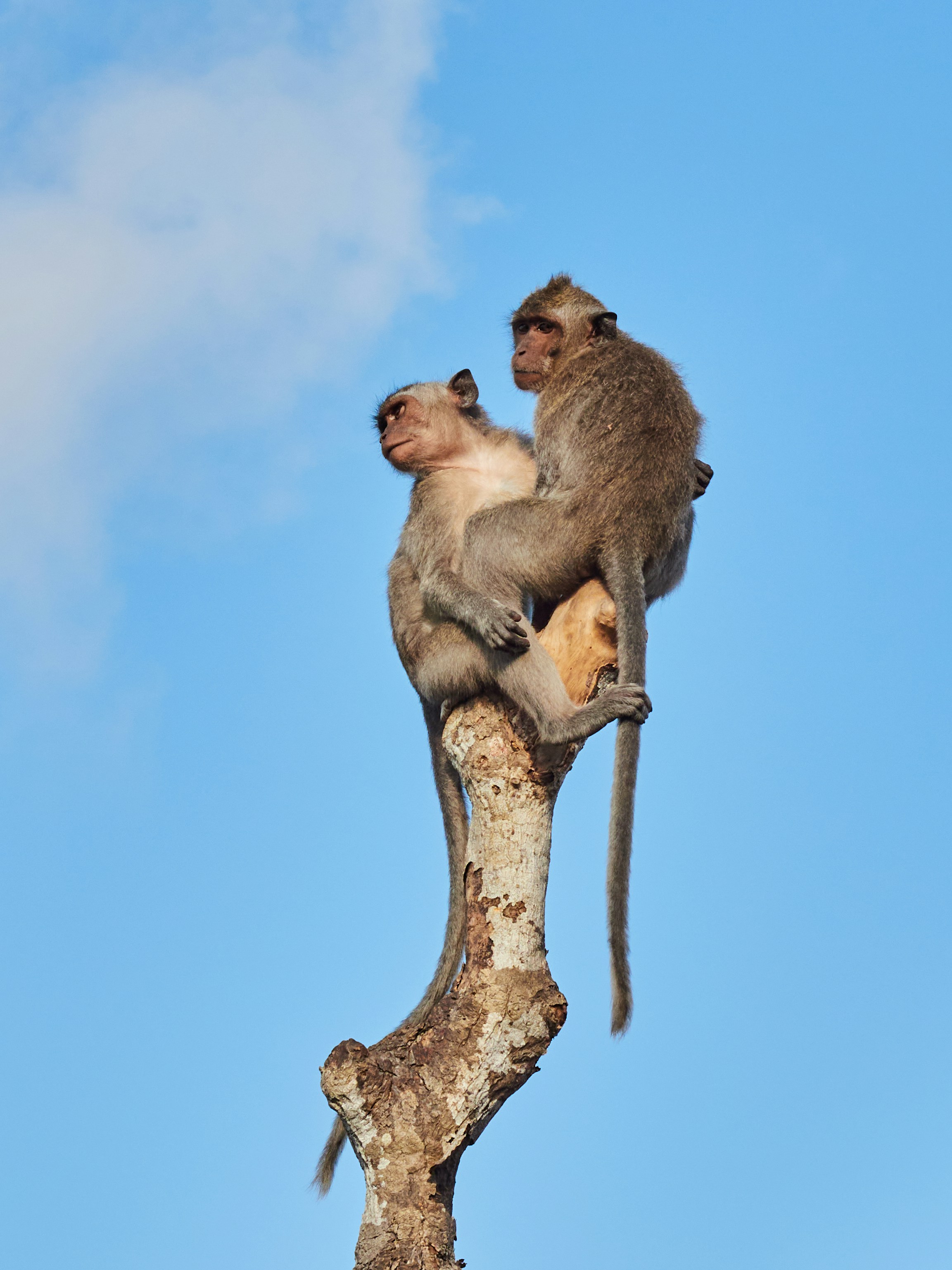 Two vervet monkeys sit close together on a weathered branch against a clear blue sky, their bodies intertwined as they survey the world below. A simple natural scene highlighting social bonding in the wild.