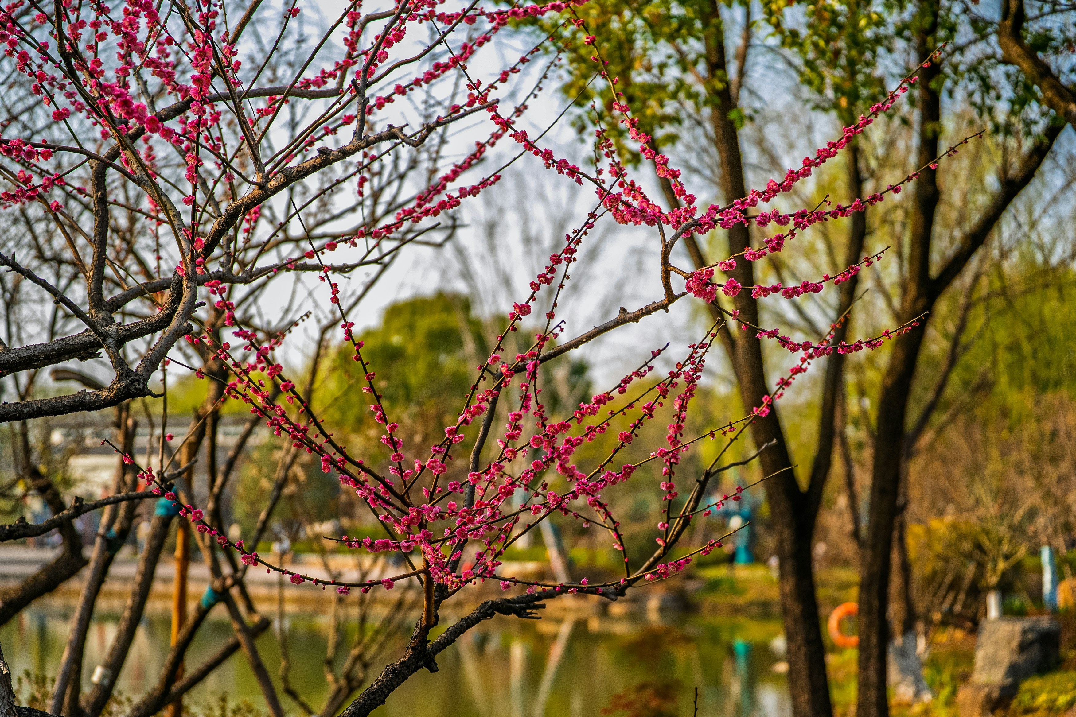 Crimson Blossom Whispering Over a Tranquil Pond