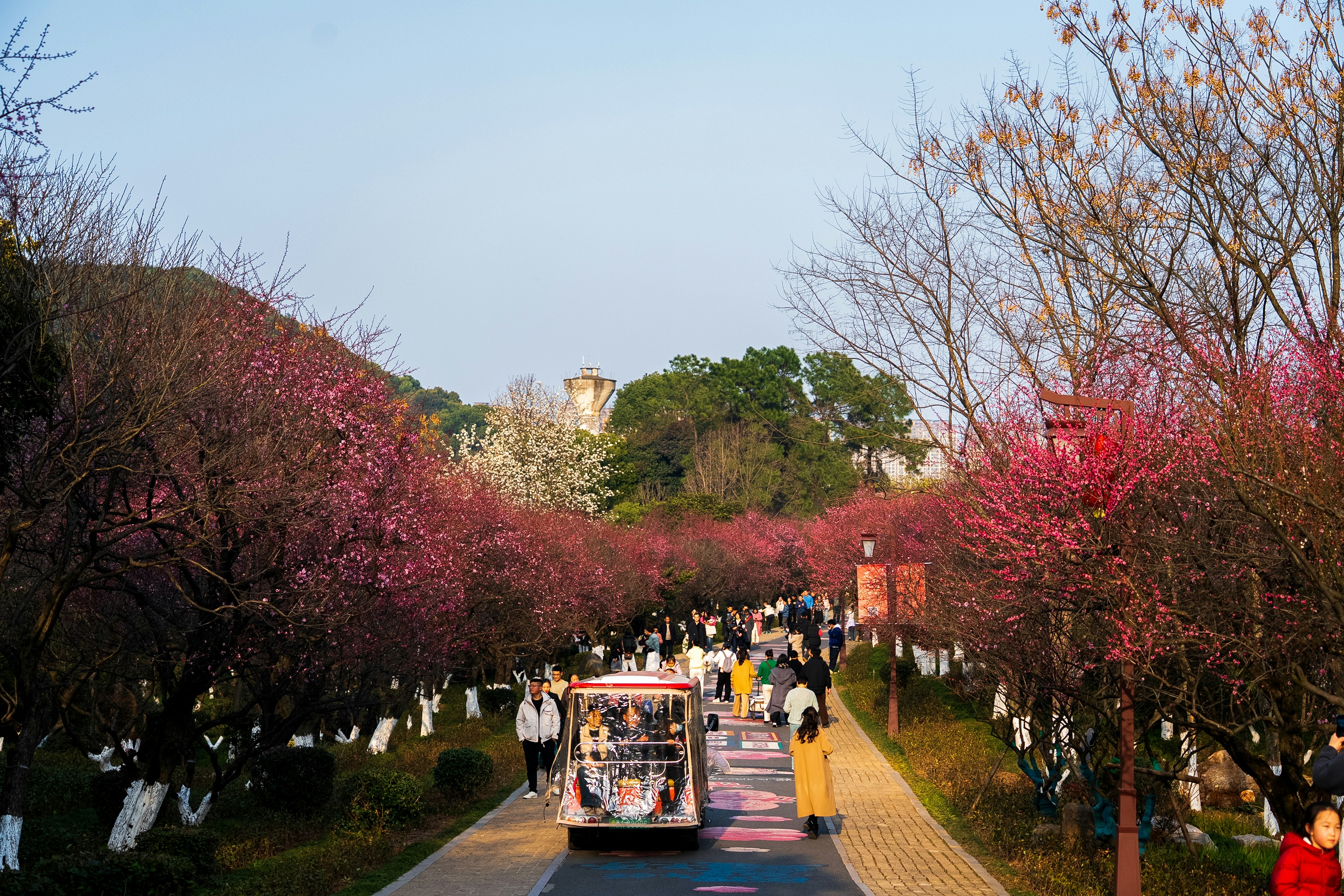People stroll along a vibrant path lined with blooming pink trees under a clear sky.
