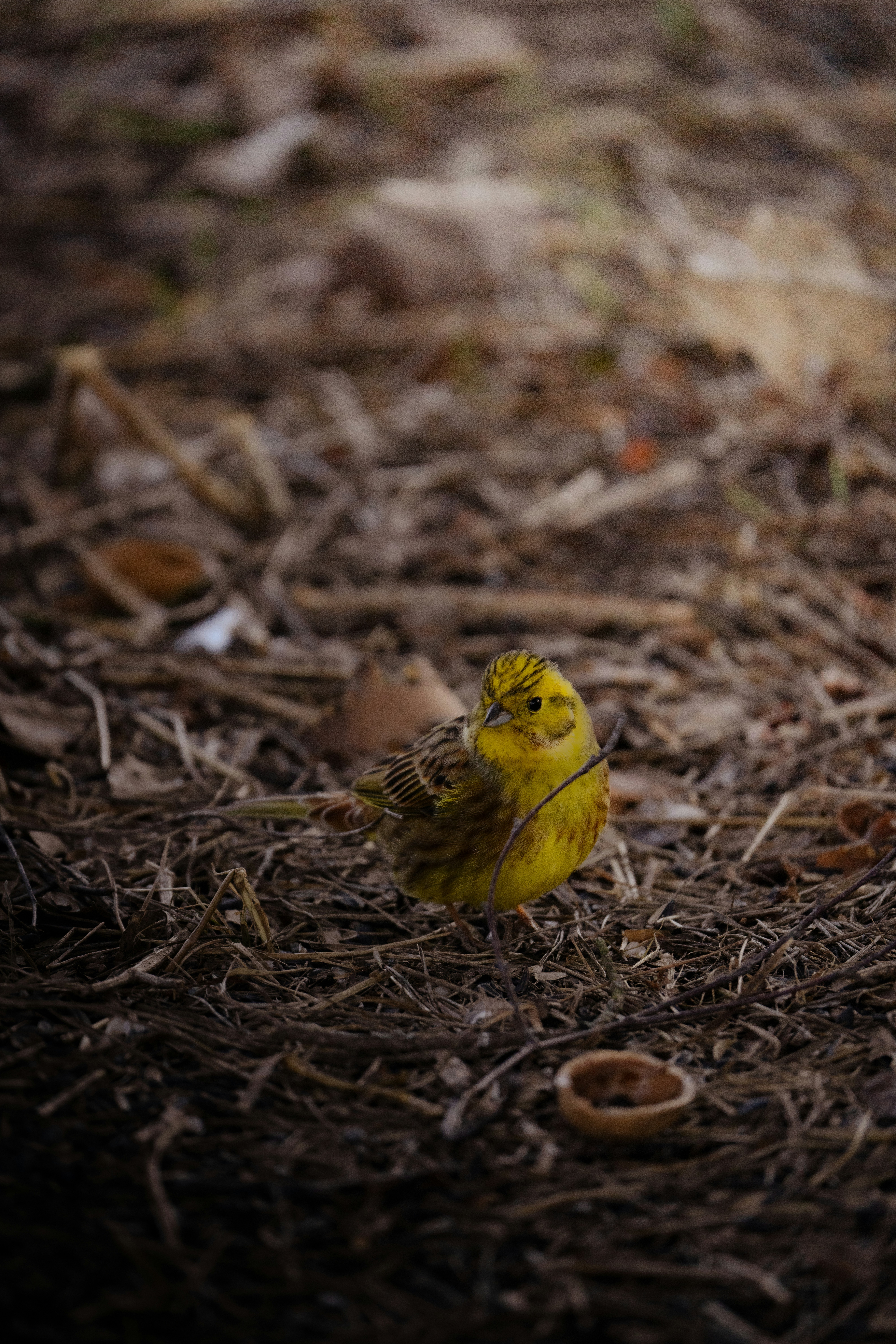 Sunlit Yellow Warbler on Dusky Forest Floor