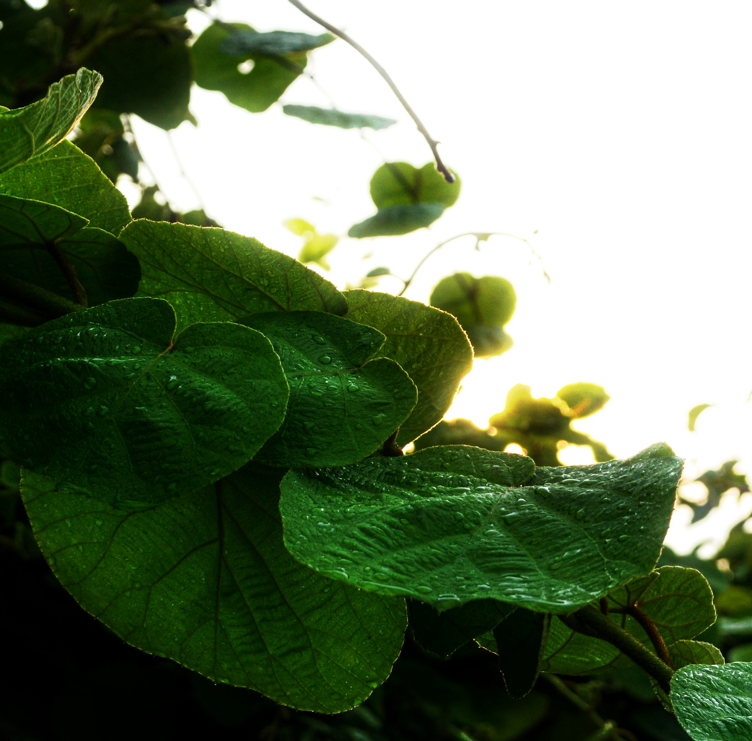 Backlit Veins: Dew on Green Leaves in Quiet Morning Glow