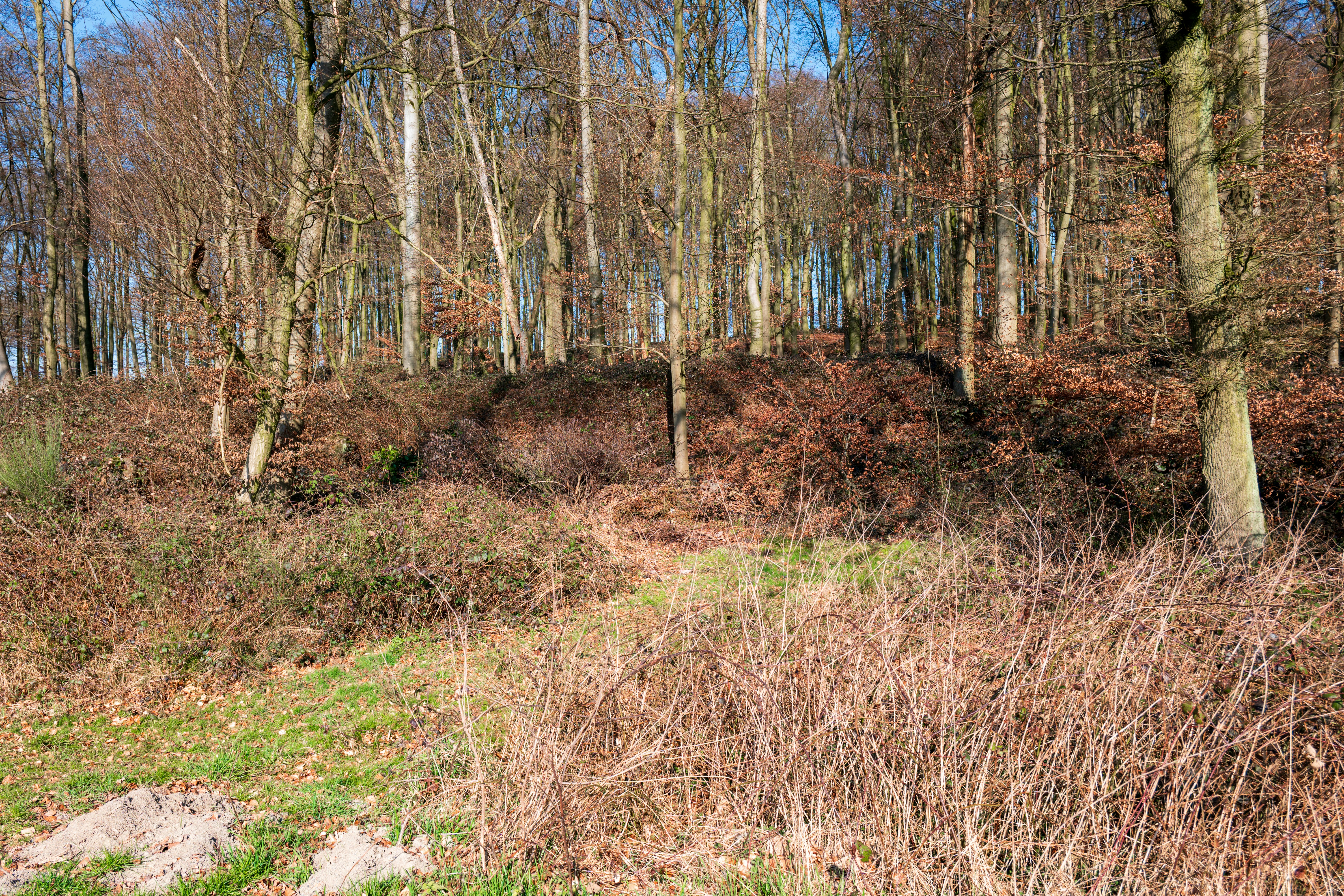 Wooded landscape with low hill in view. photo – Free Forest Image on ...