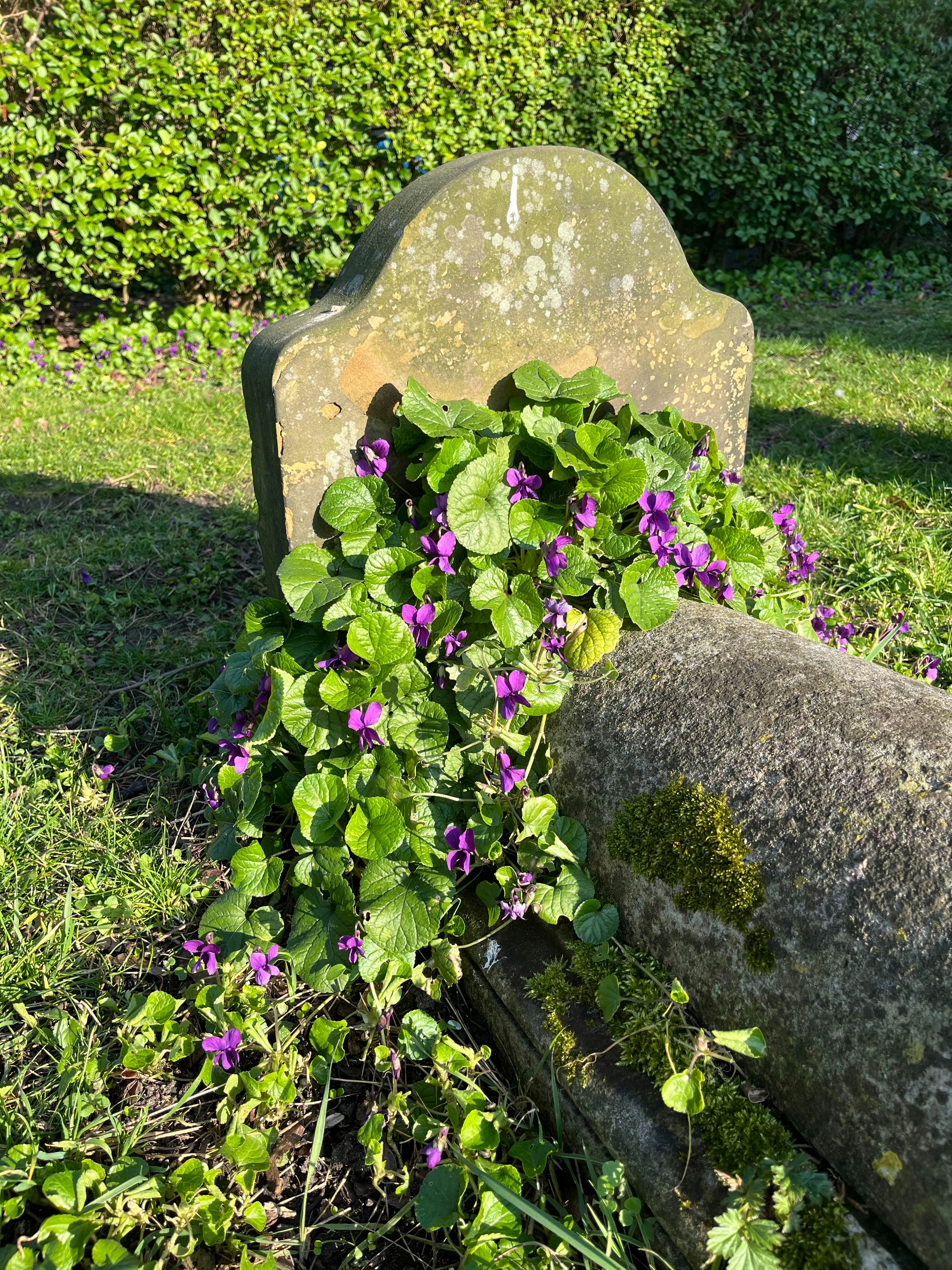 Violet Vines Claim a Weathered Gravestone