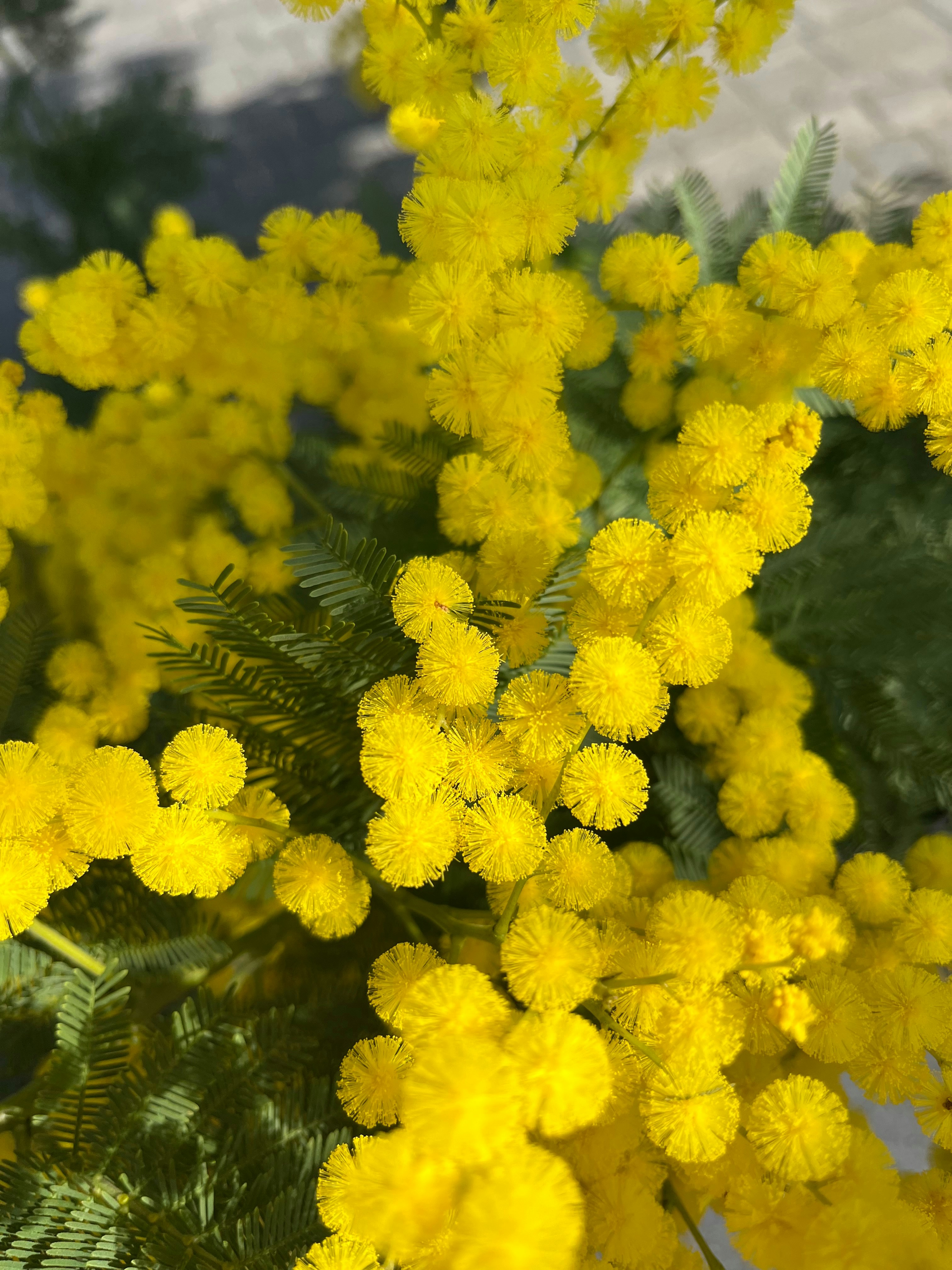 Golden Pom-Pom Bloom: A Field of Mimosa Mops