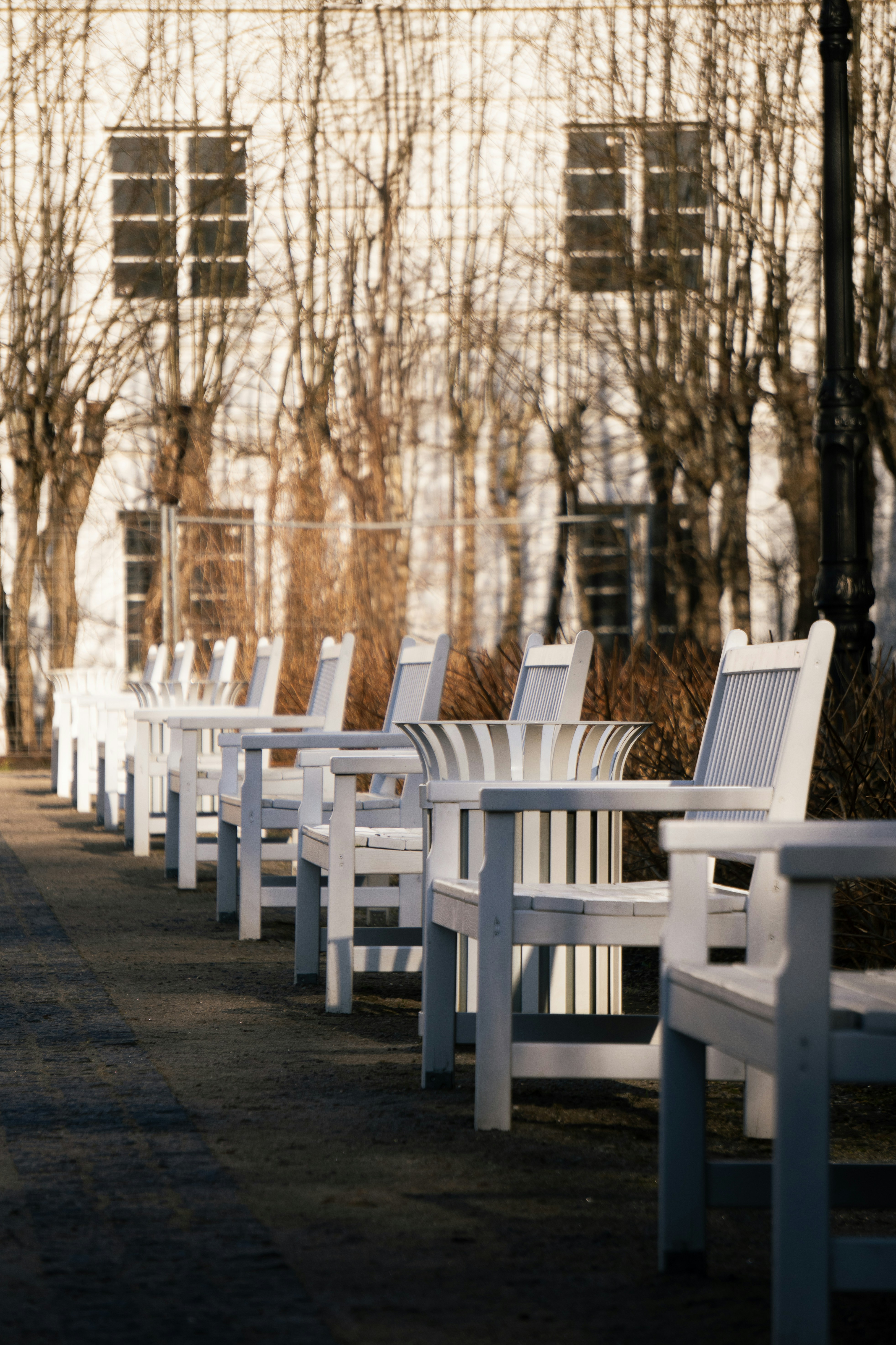Sunlit Row of Adirondack Chairs: Quiet Geometry Along a Park Path