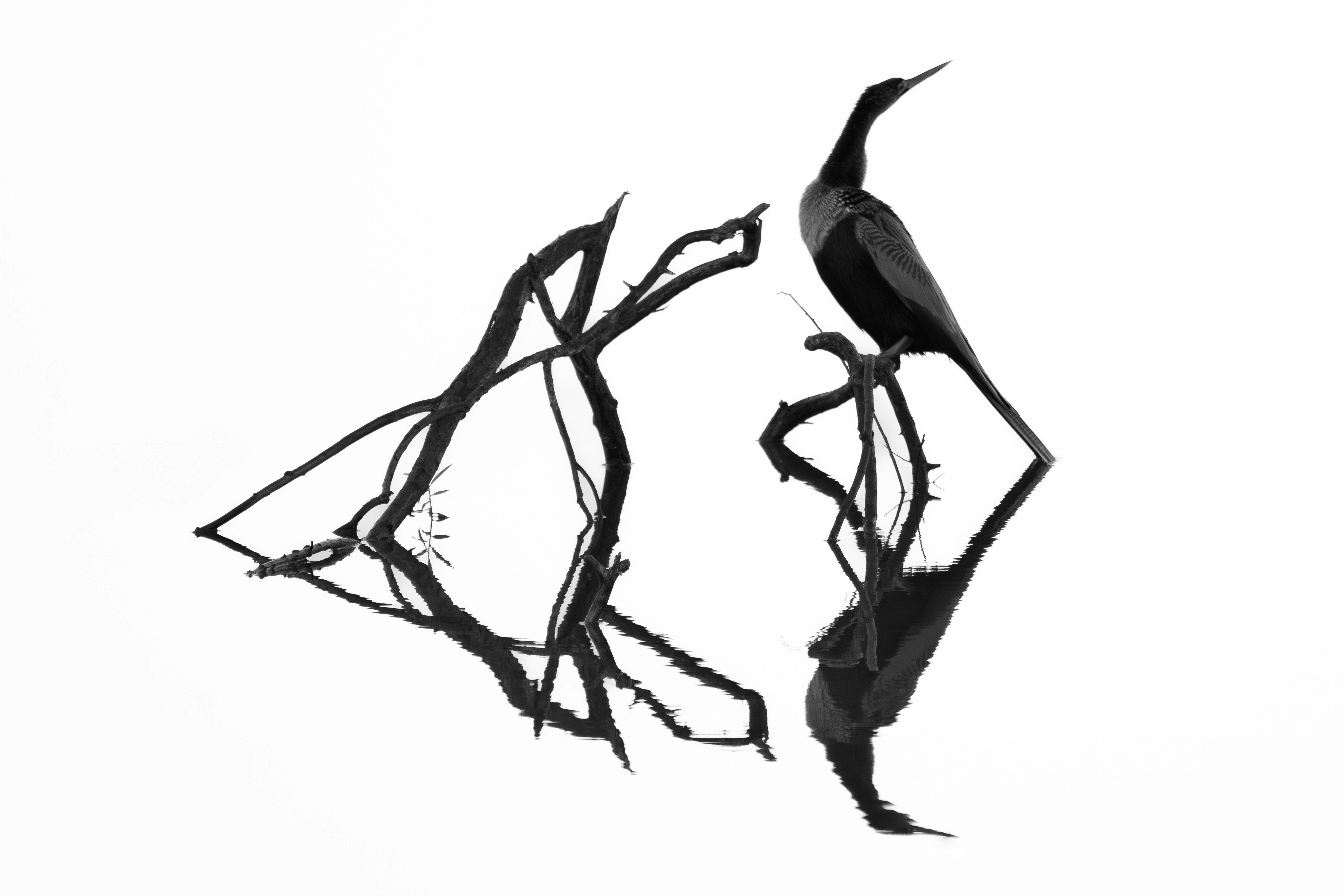 Silhouette of an anhinga on twisted branches mirrored in still water.