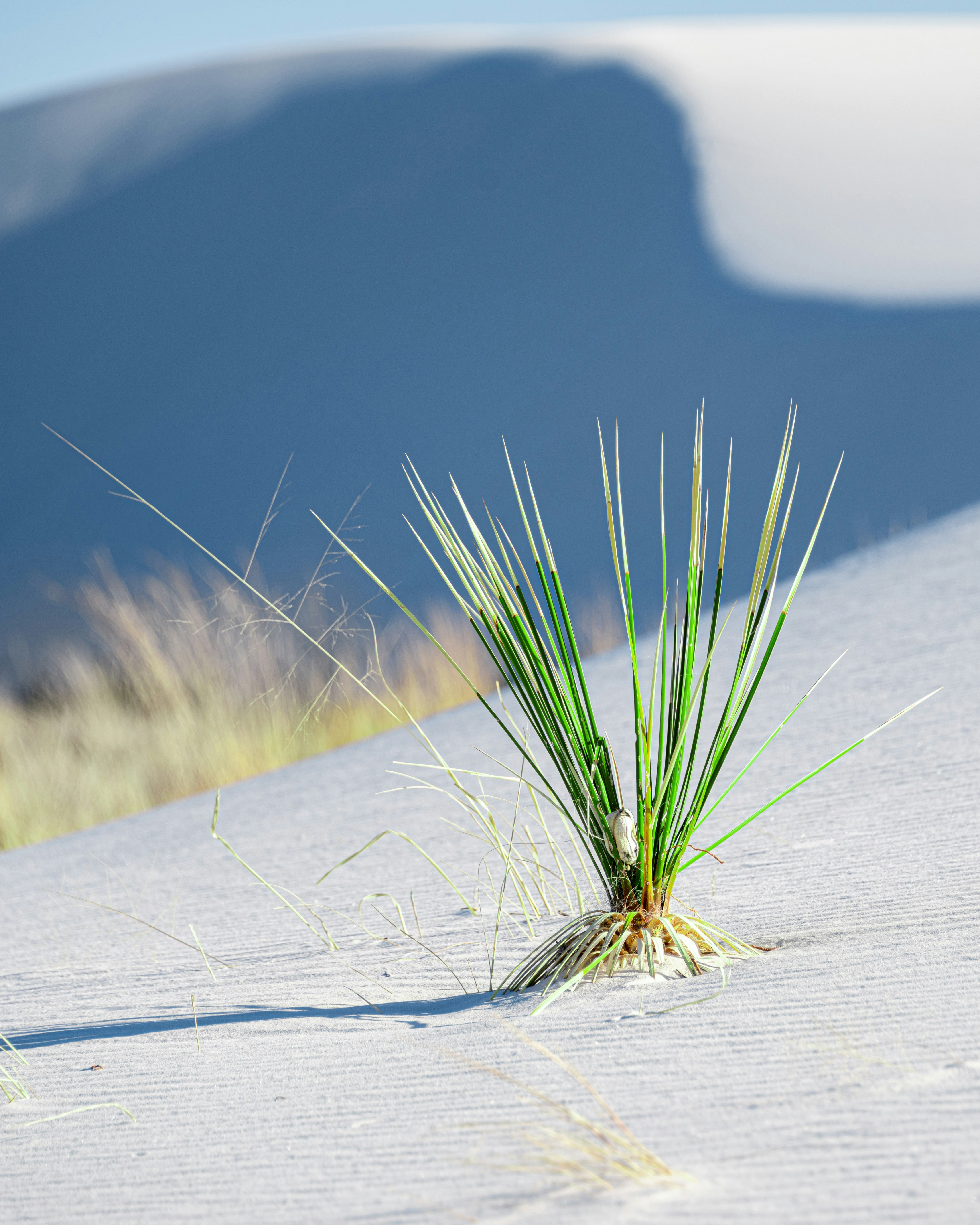 Green Spike in White Sands: a lone tuft anchoring the dune's edge