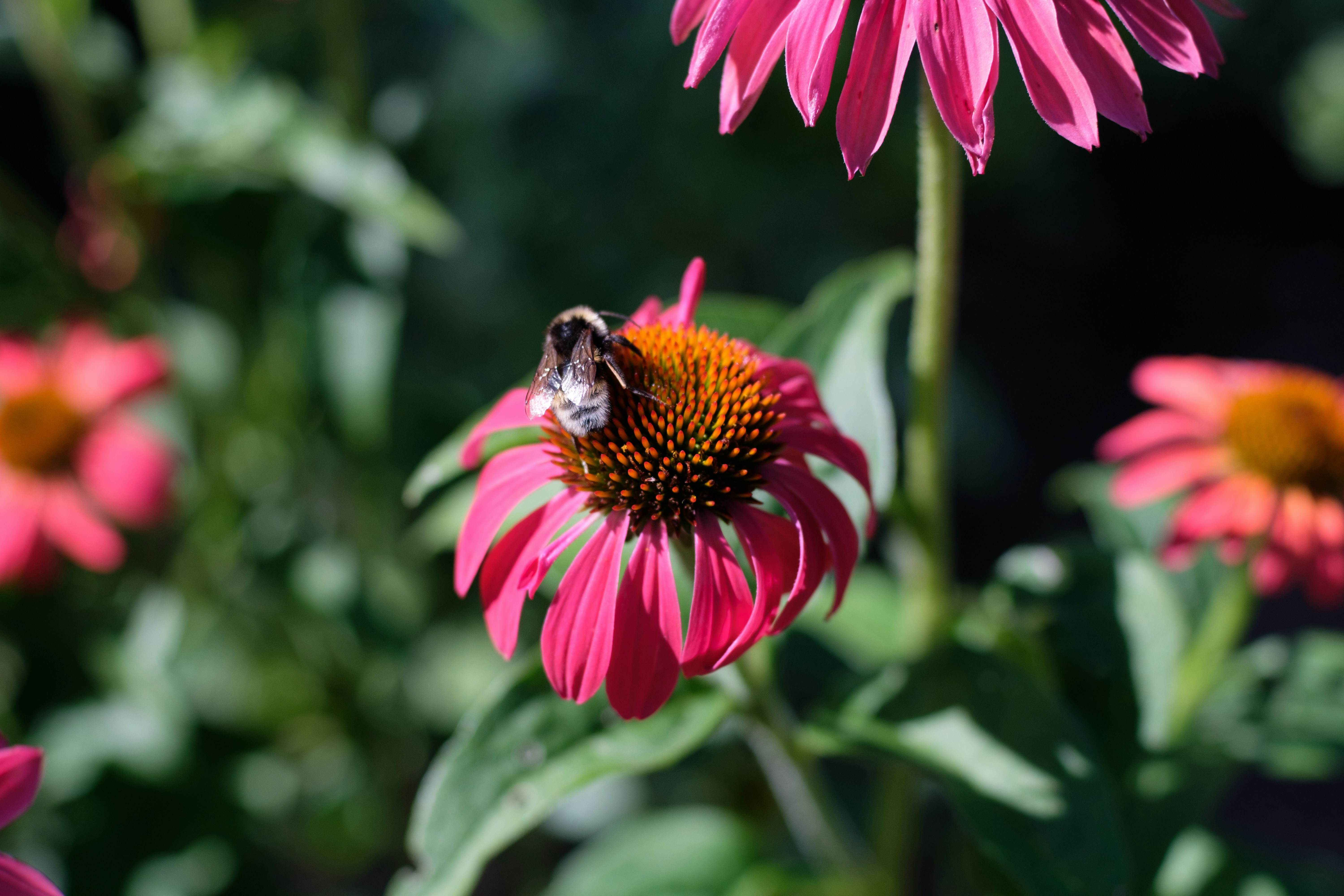 Bee gathering nectar from a vibrant pink coneflower in sunlight.
