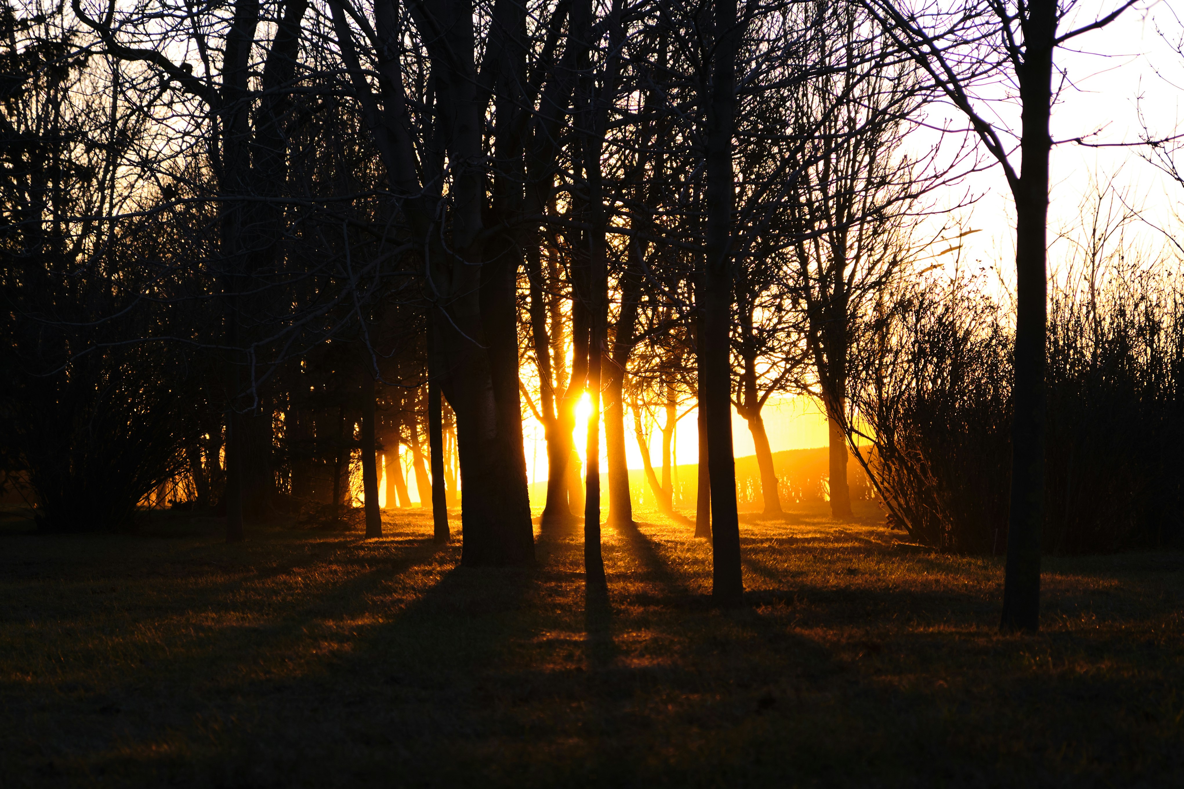 Sunrise casting long shadows through a dense grove of leafless trees.