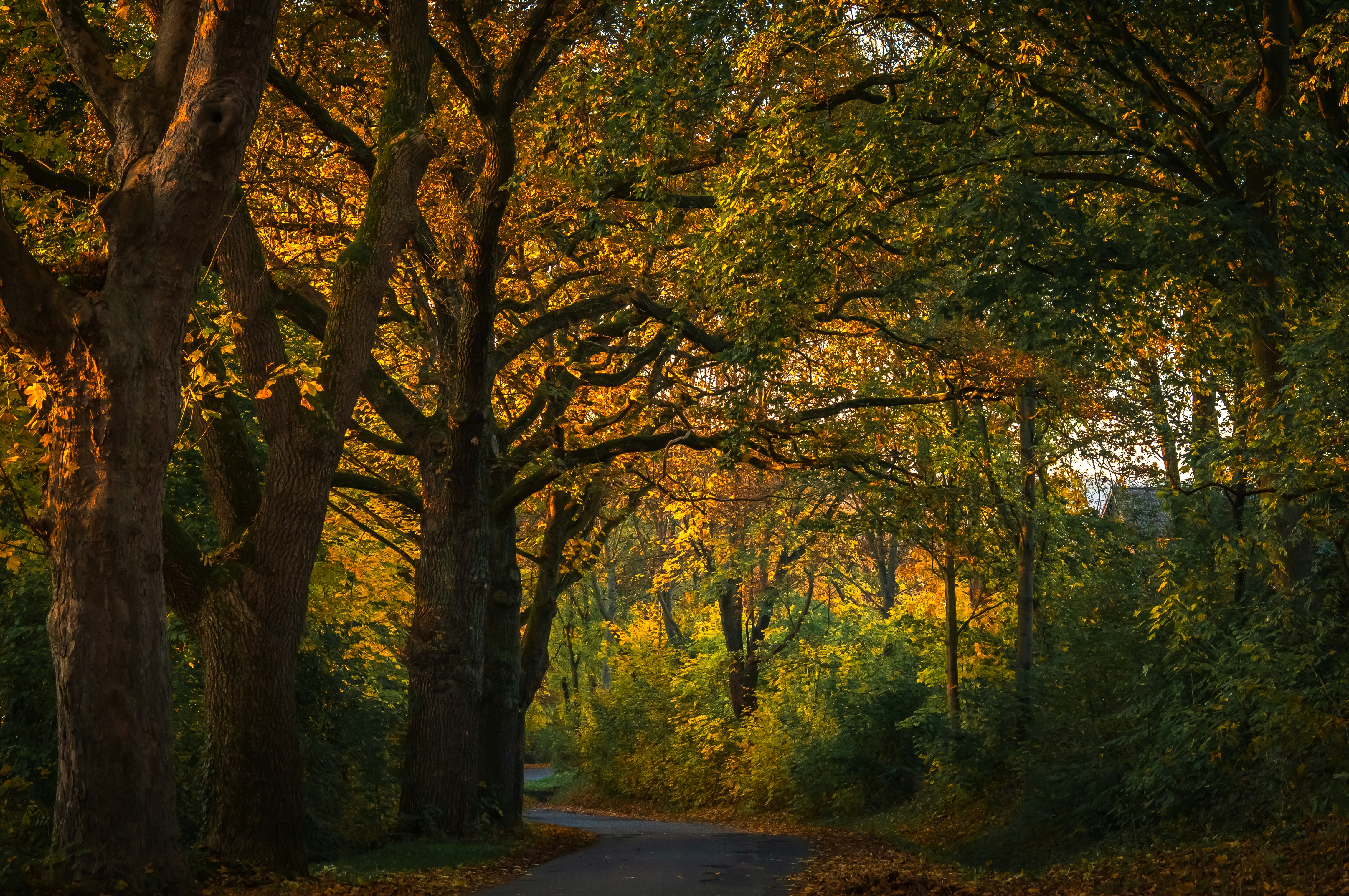 Autumn colors illuminate a wooded path. photo – Free Autumn Image on ...