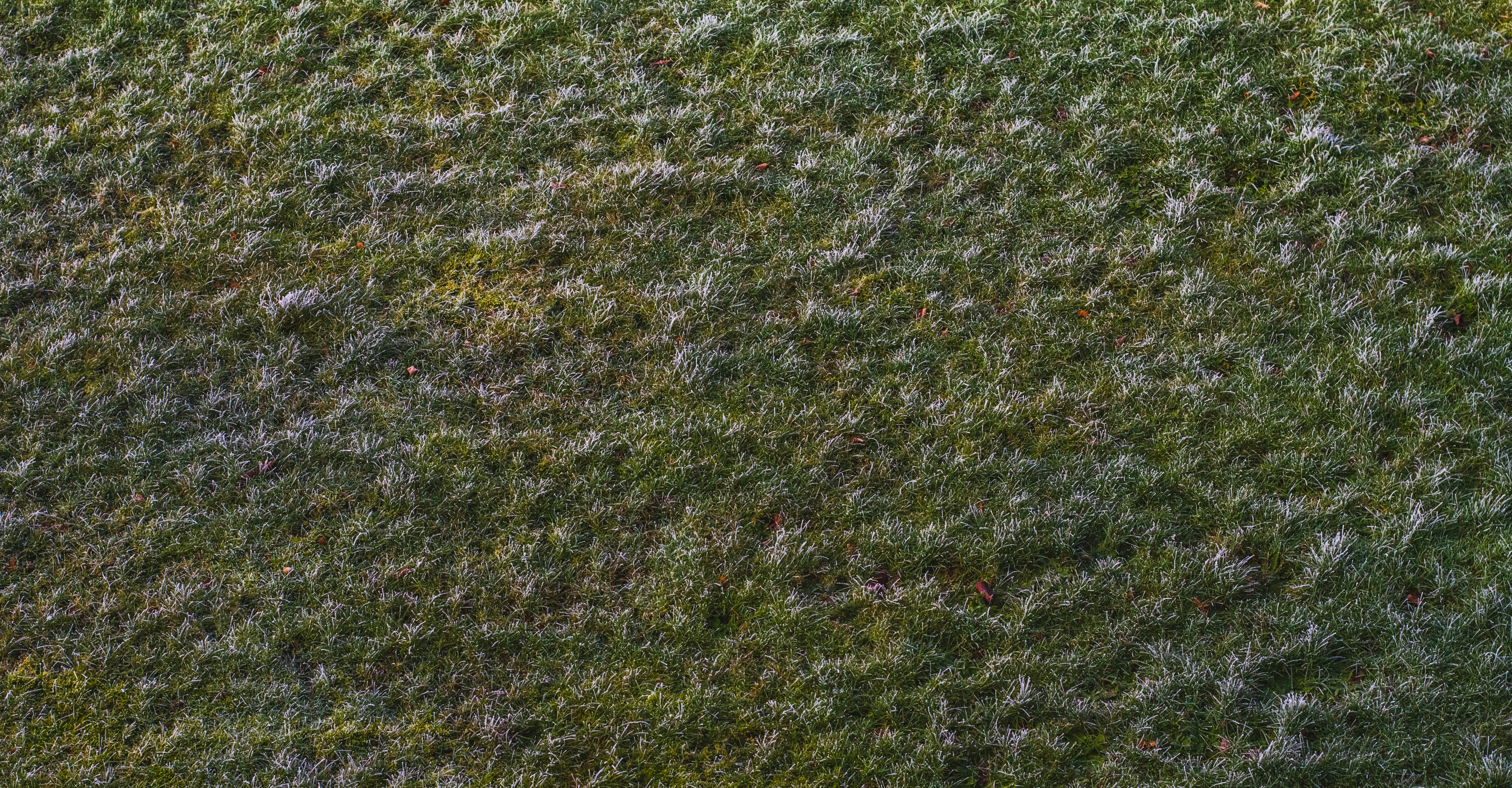 Verdant Mosaic: Moss Texture on Weathered Ground