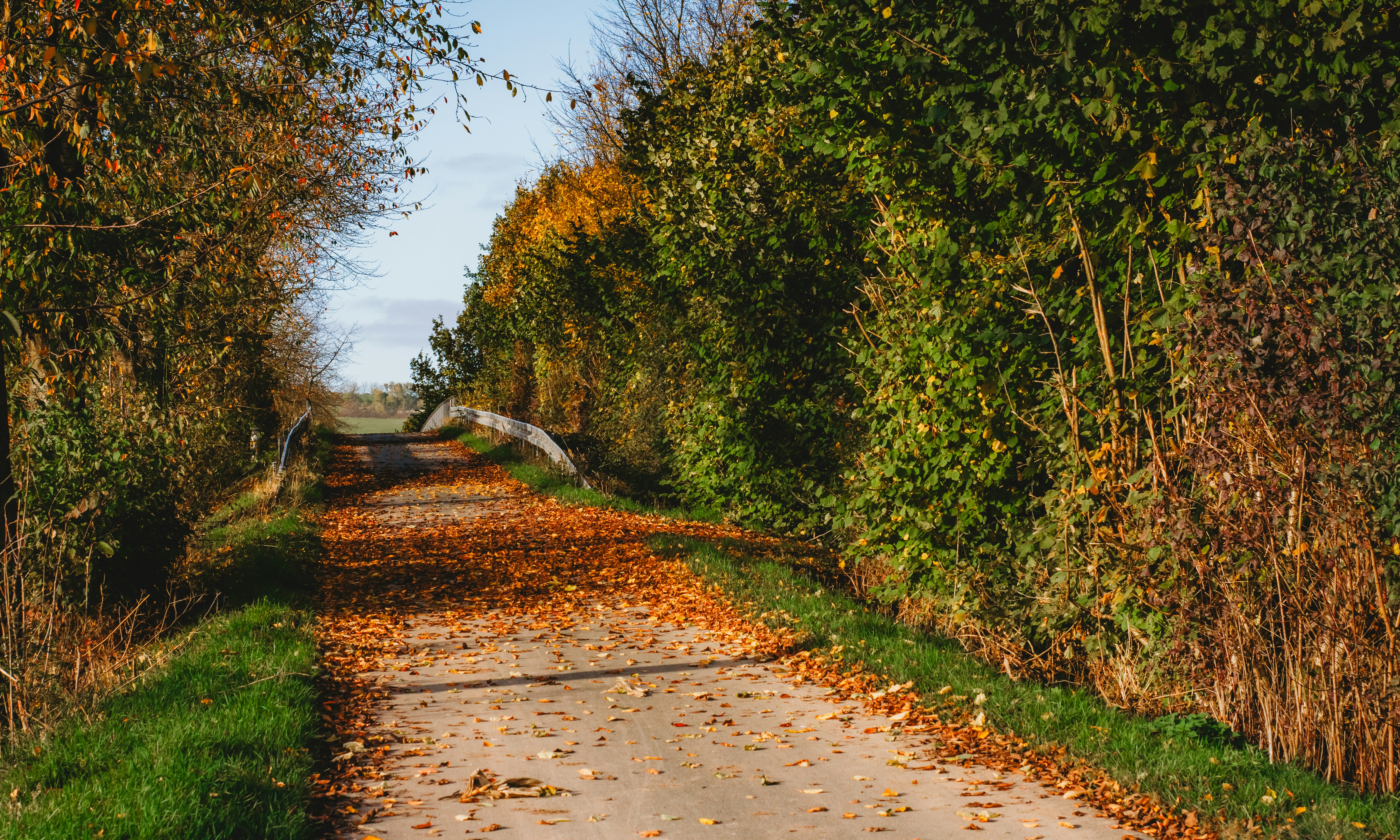 Leaf-covered road bordered by lush autumn foliage under a clear sky.