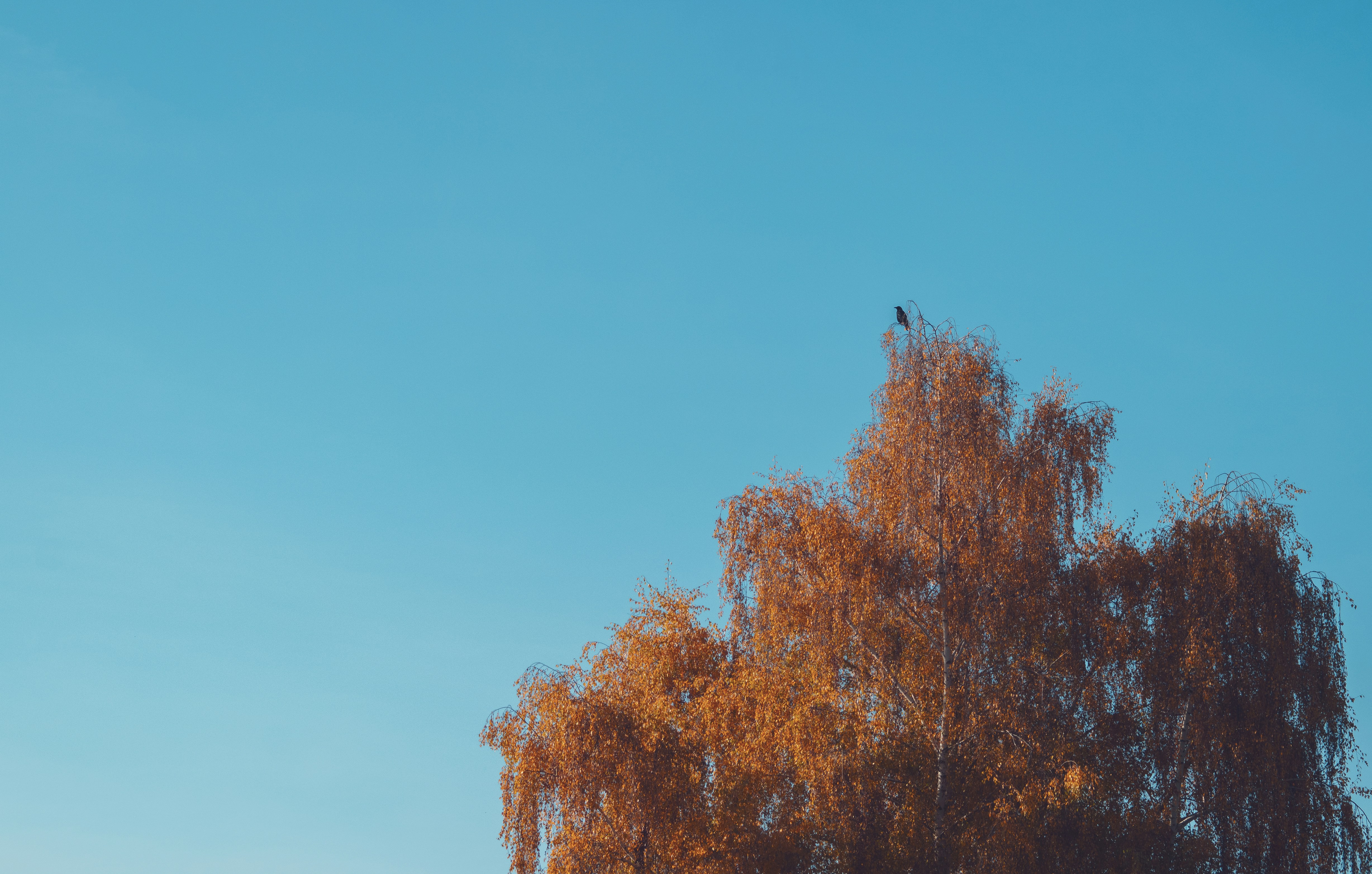 Autumn Crown: A lone bird atop a golden treetop against a clear blue sky