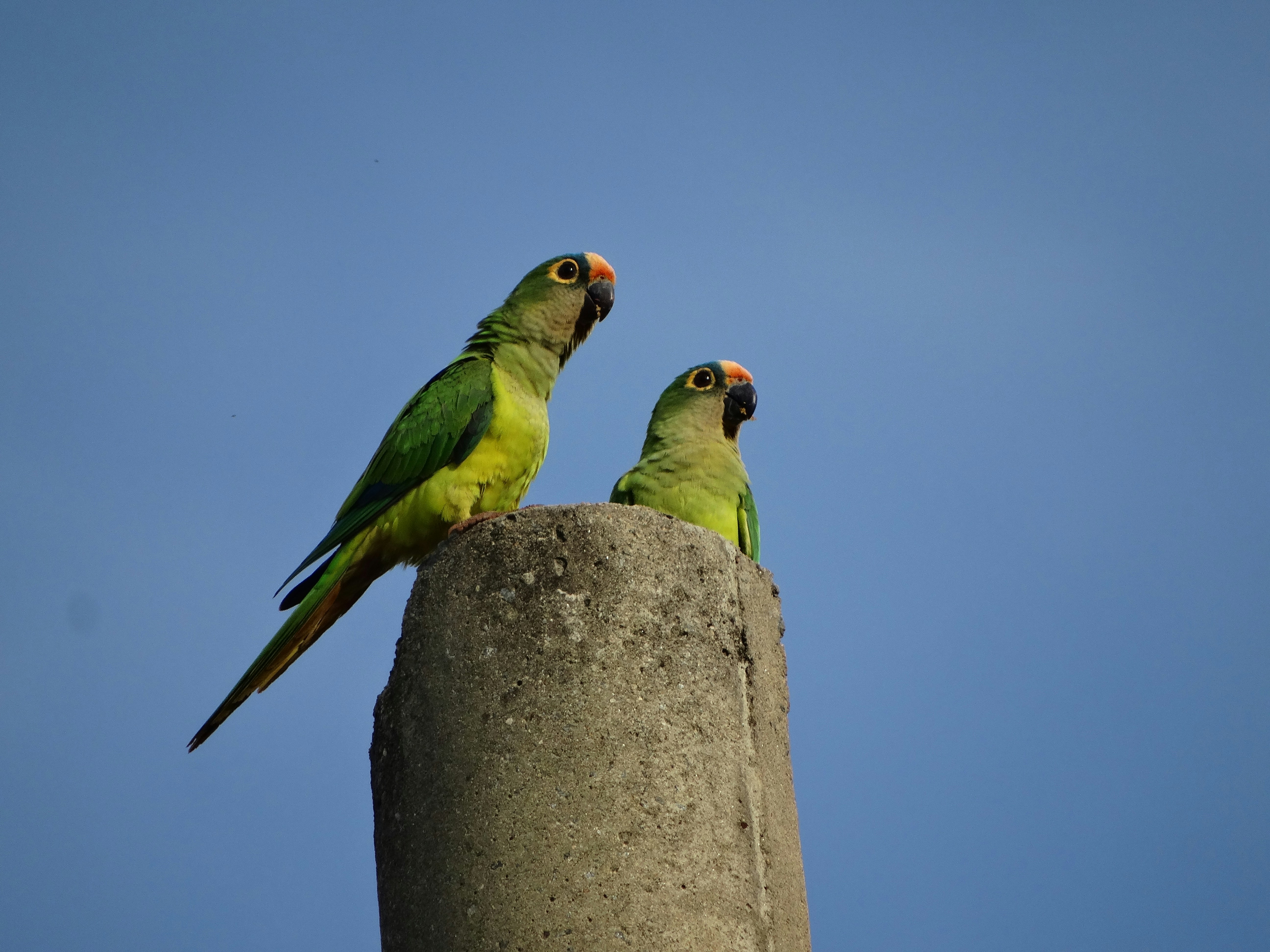 Two green parrots perch on a concrete pole. photo – Free Animal Image ...