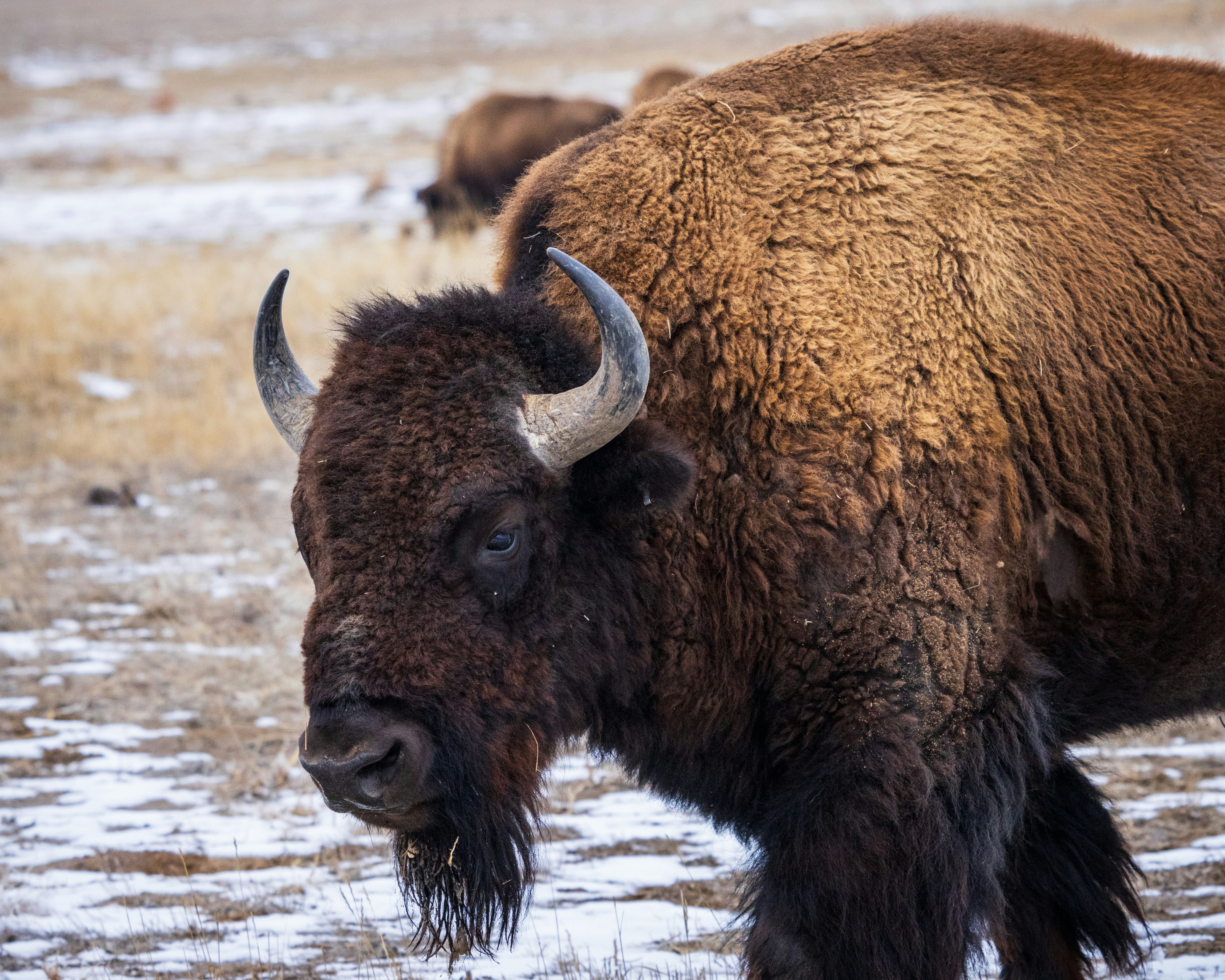 Bison standing on a snowy, grassy landscape.
