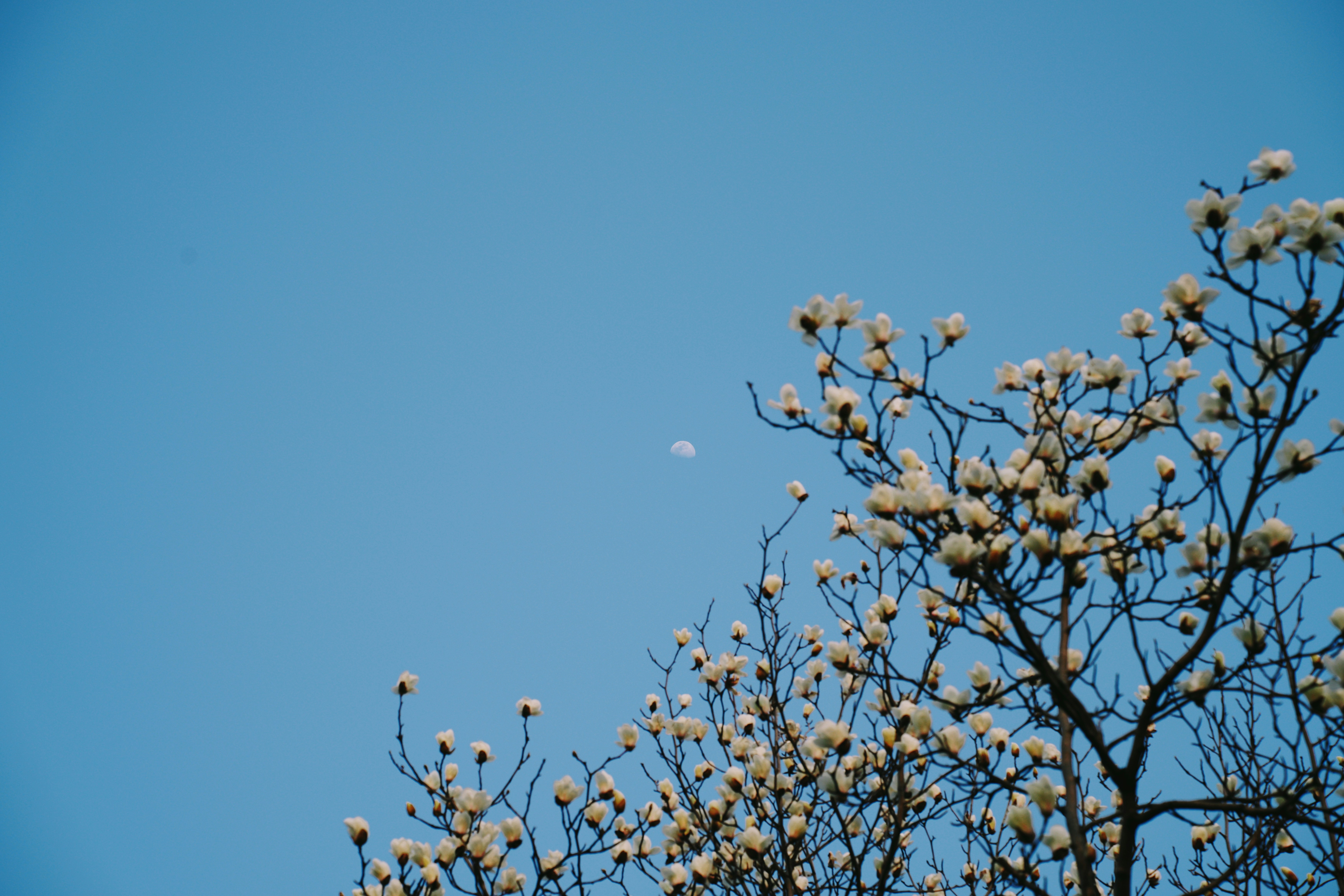 Whispers of Spring Beneath the Moonlight