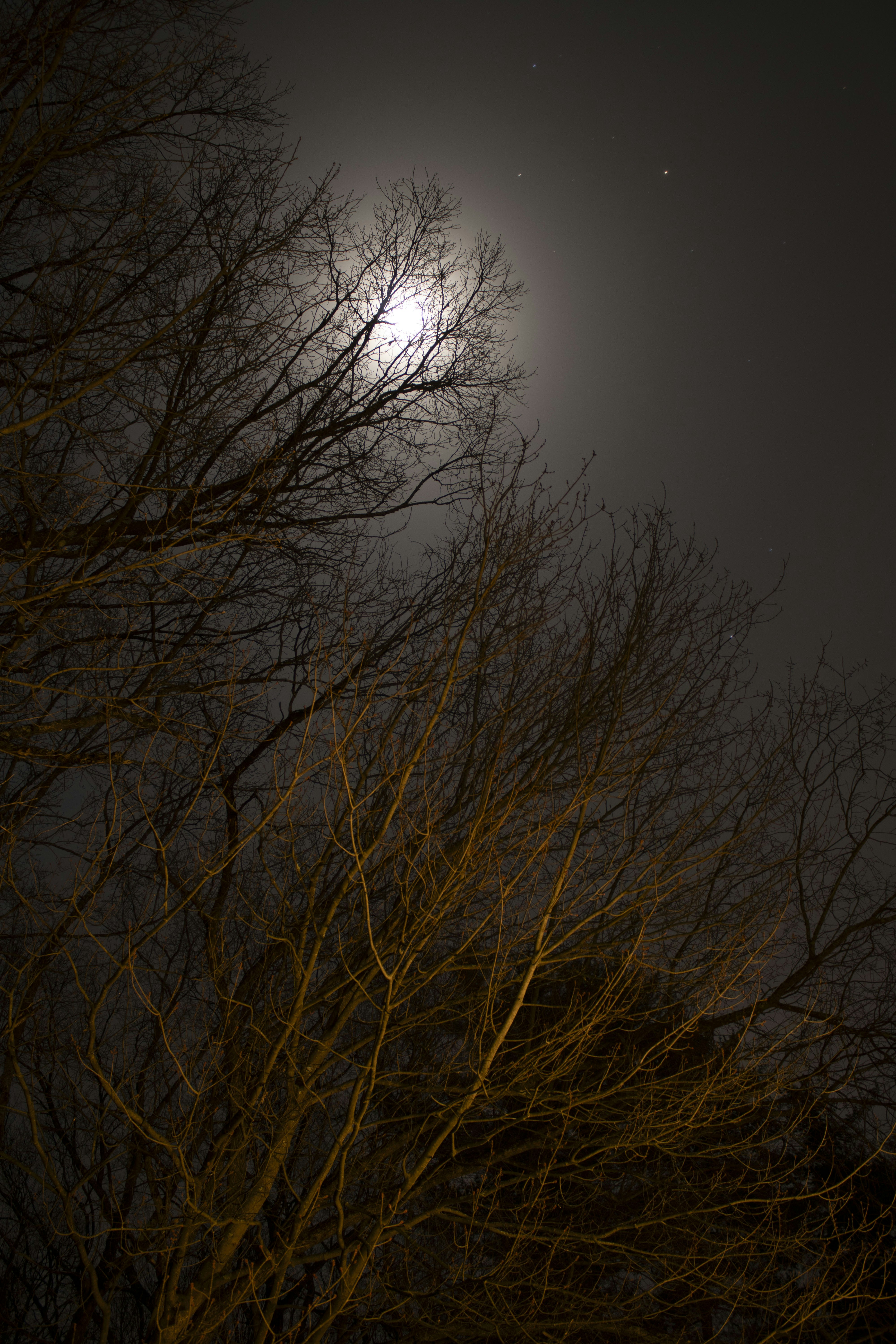 Moonlit Halo Through a Web of Winter Branches