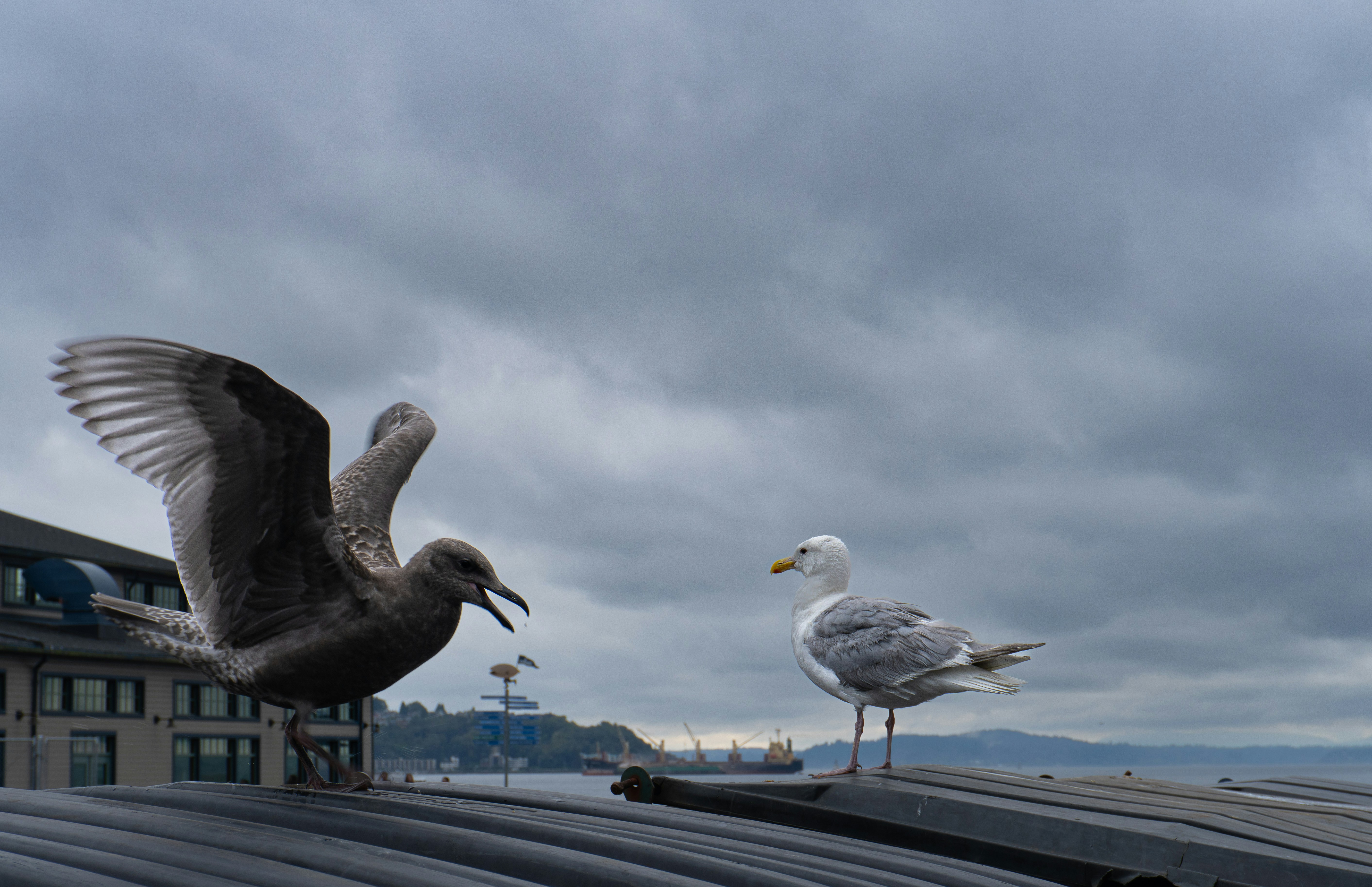 Seabirds on a Steel Roof: A Tug-of-Wight by the Shore