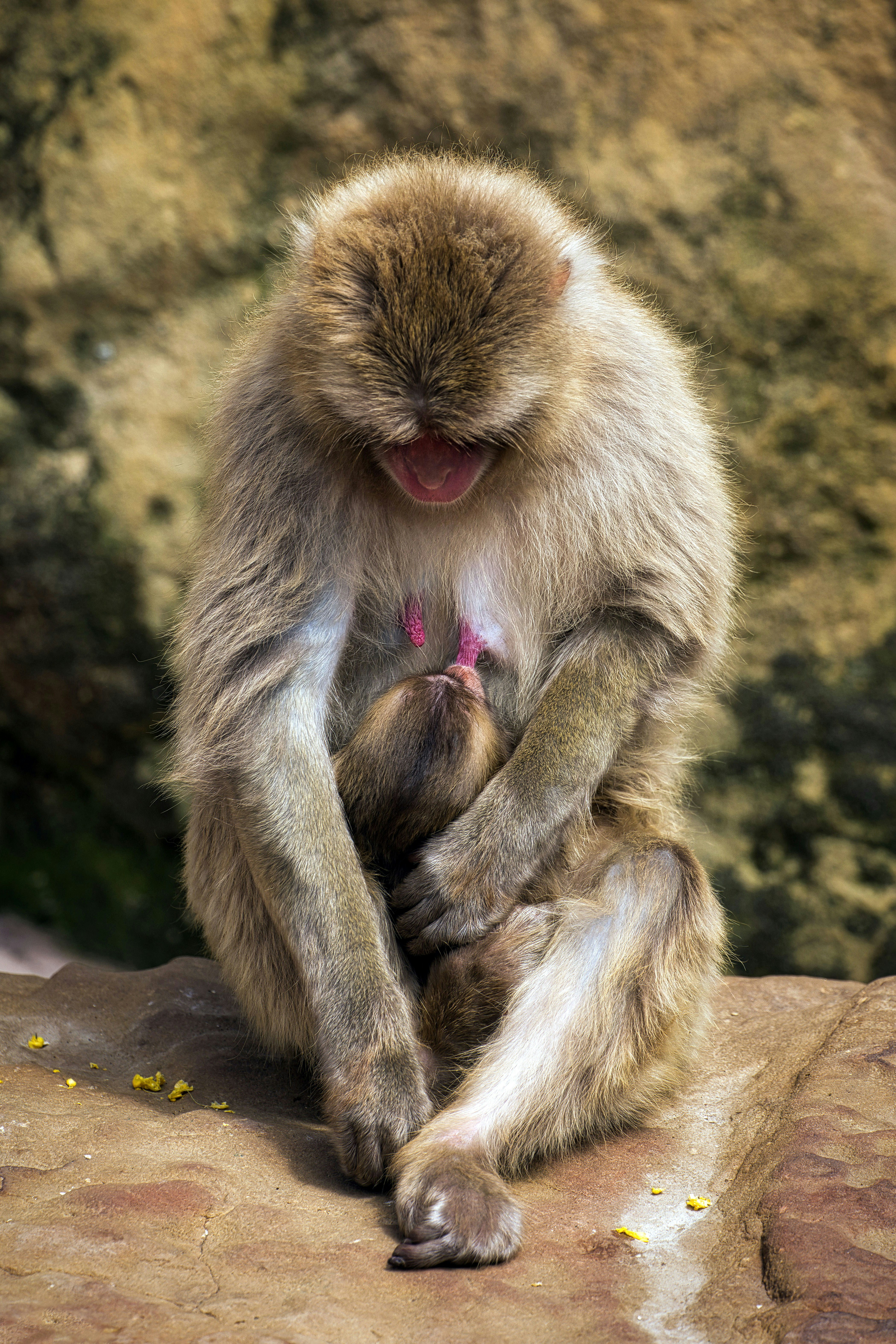 Mother Monkey Nurtures This Quiet Moment