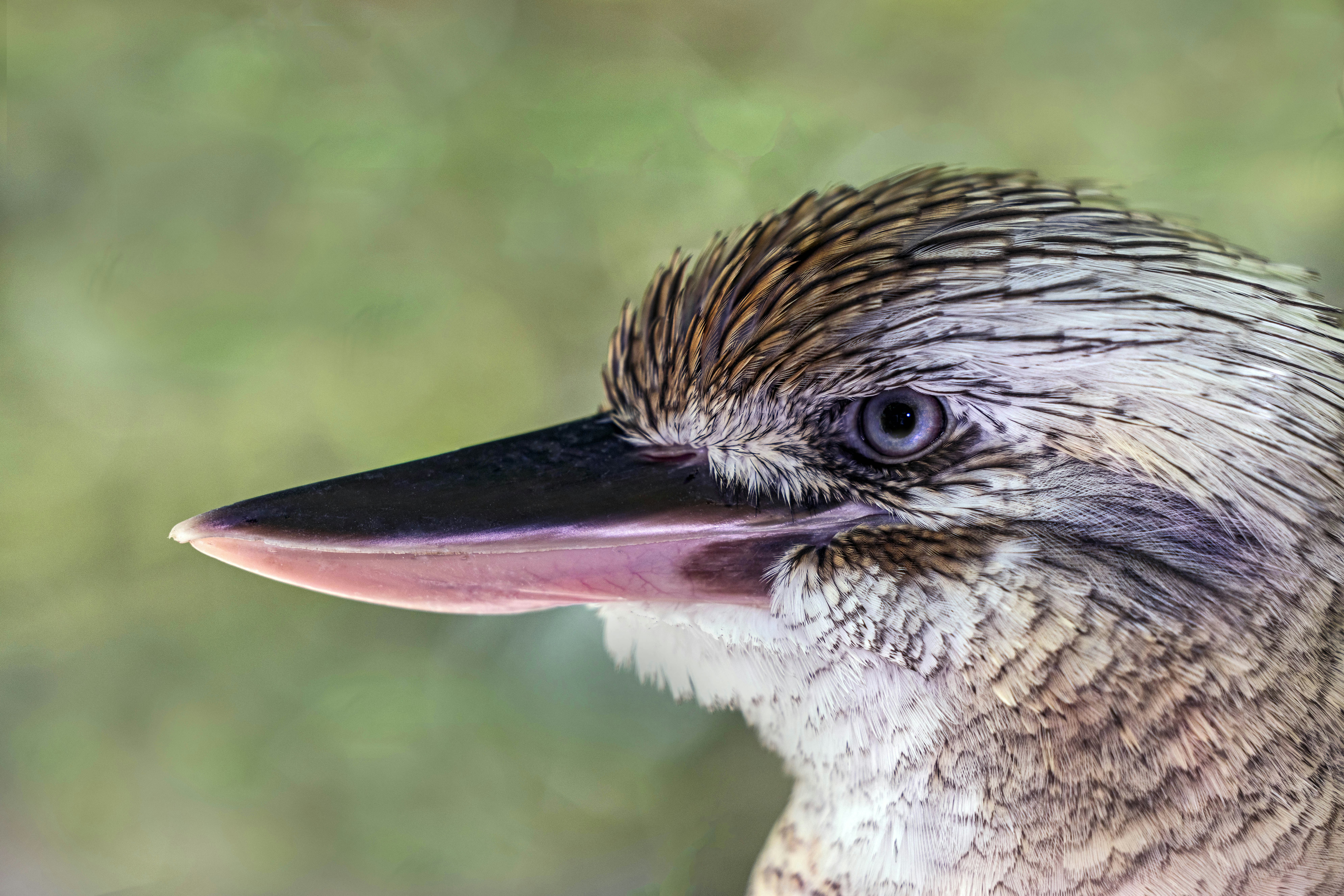 Glimpse of a Marsh Duck: A Close-Up Portrait in Feathers and Light