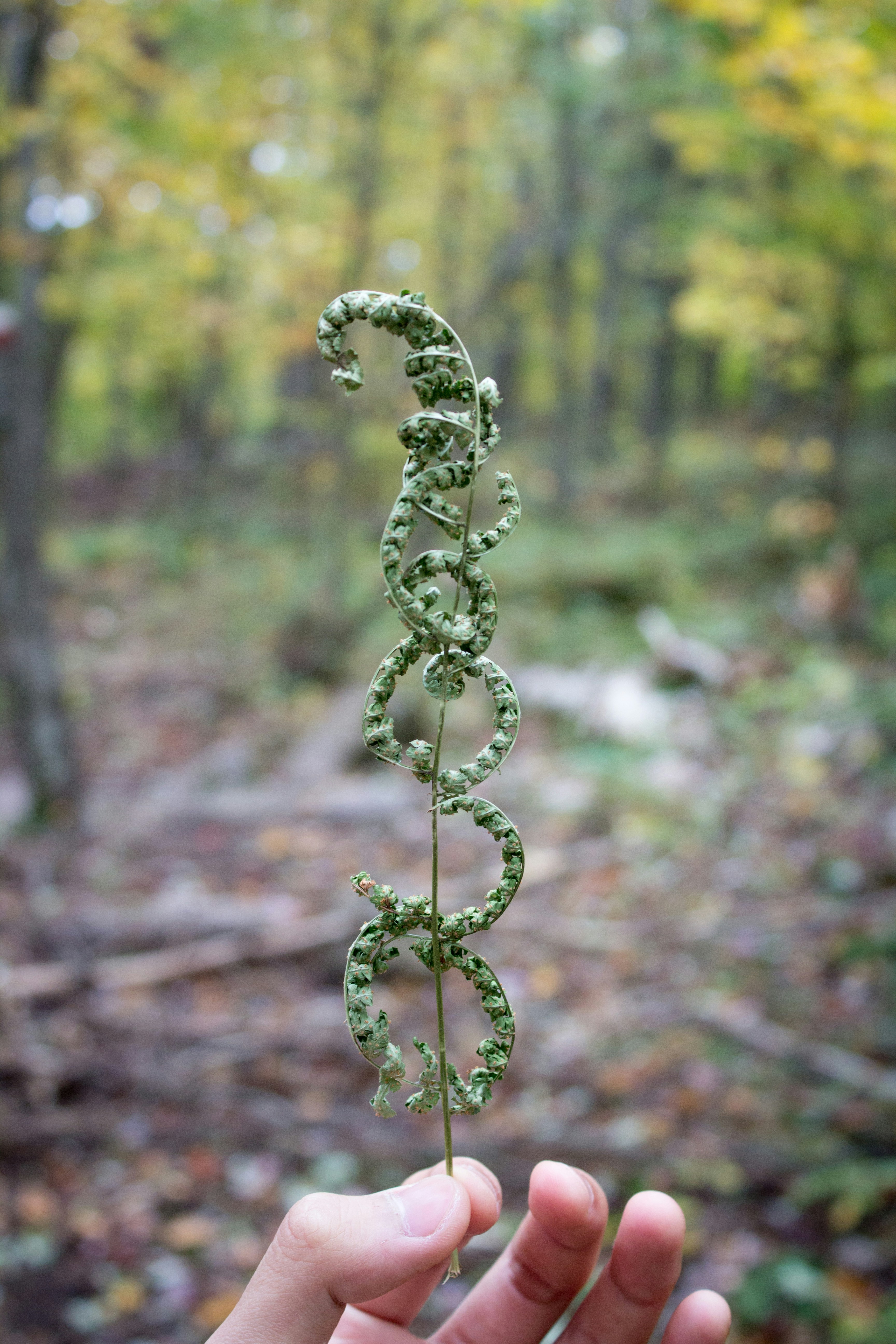 Nature's Intricate Spiral