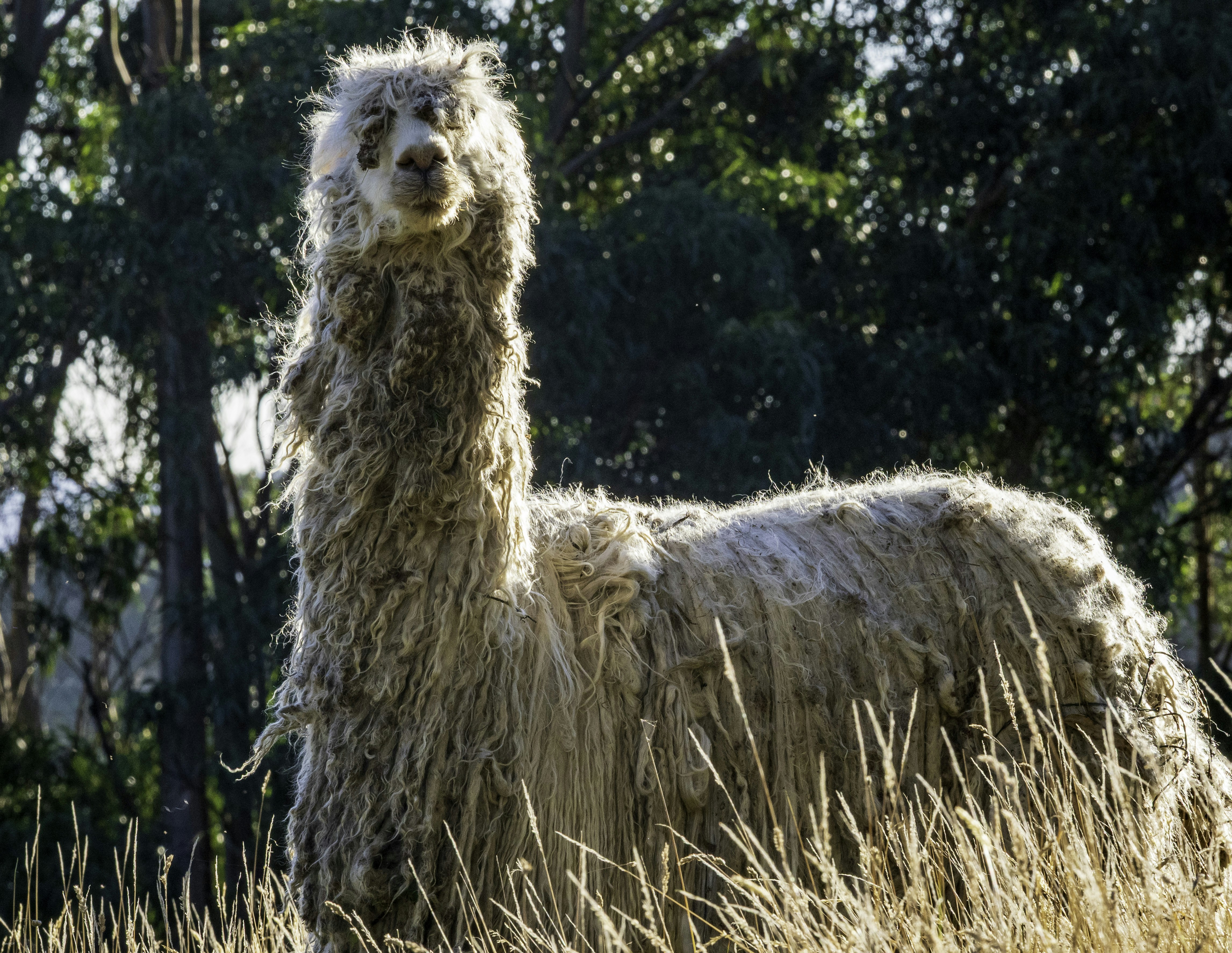Sunlit Sentinel: An Alpaca Stands Amid Golden Grass