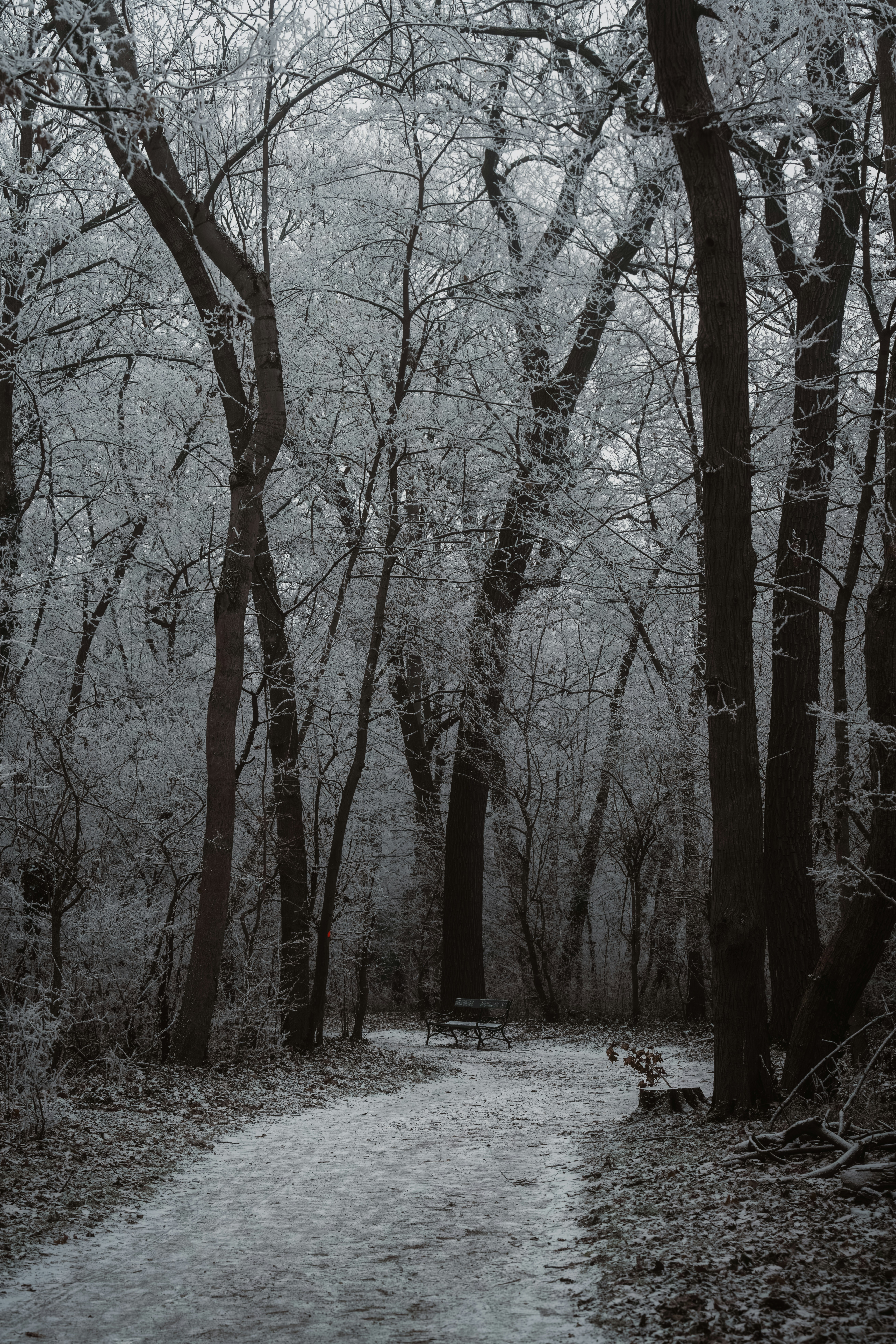 A snowy path winds through a winter forest. photo – Free Background ...