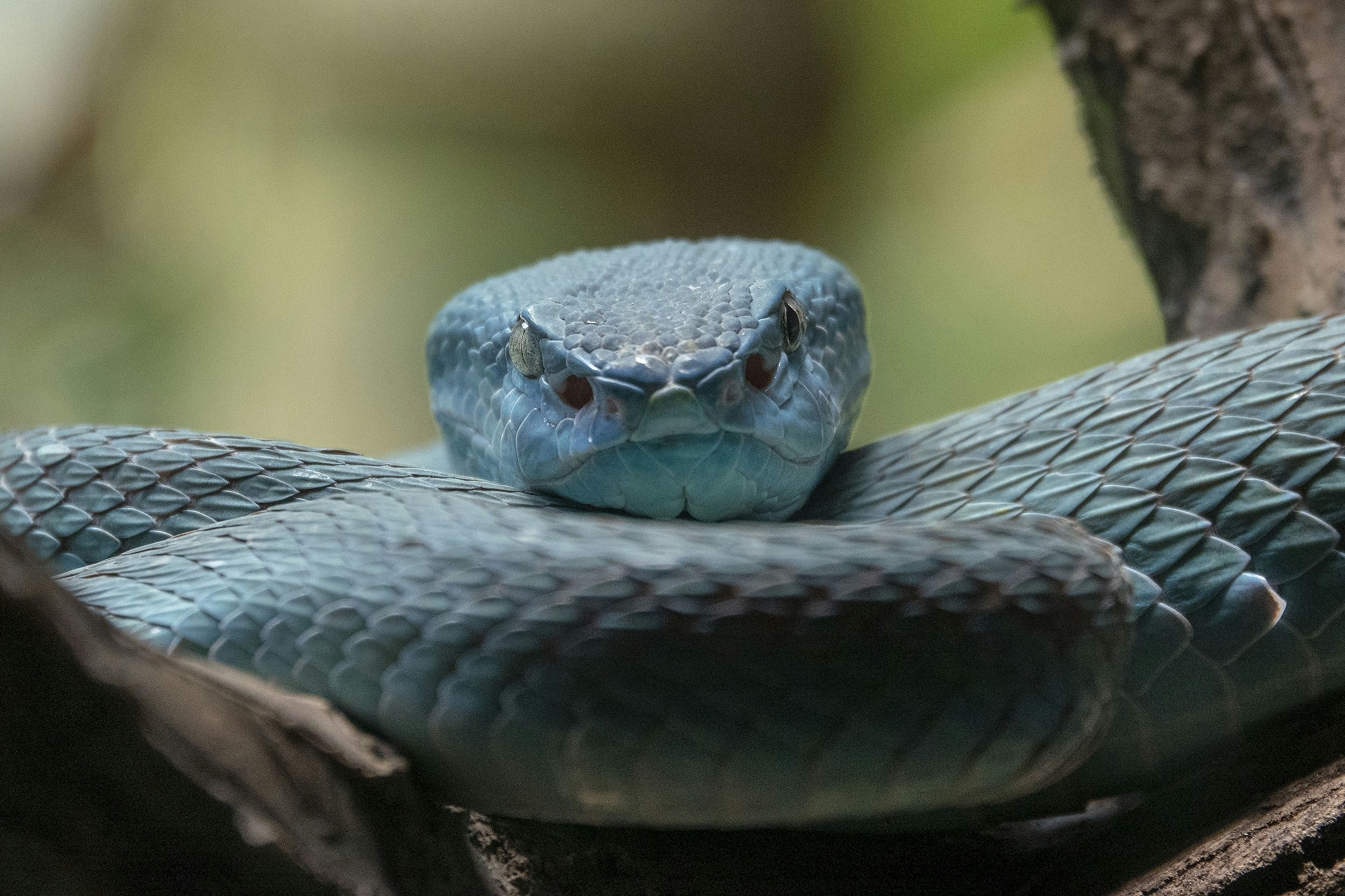 A beautiful, blue snake looks directly at the camera. photo – Free ...