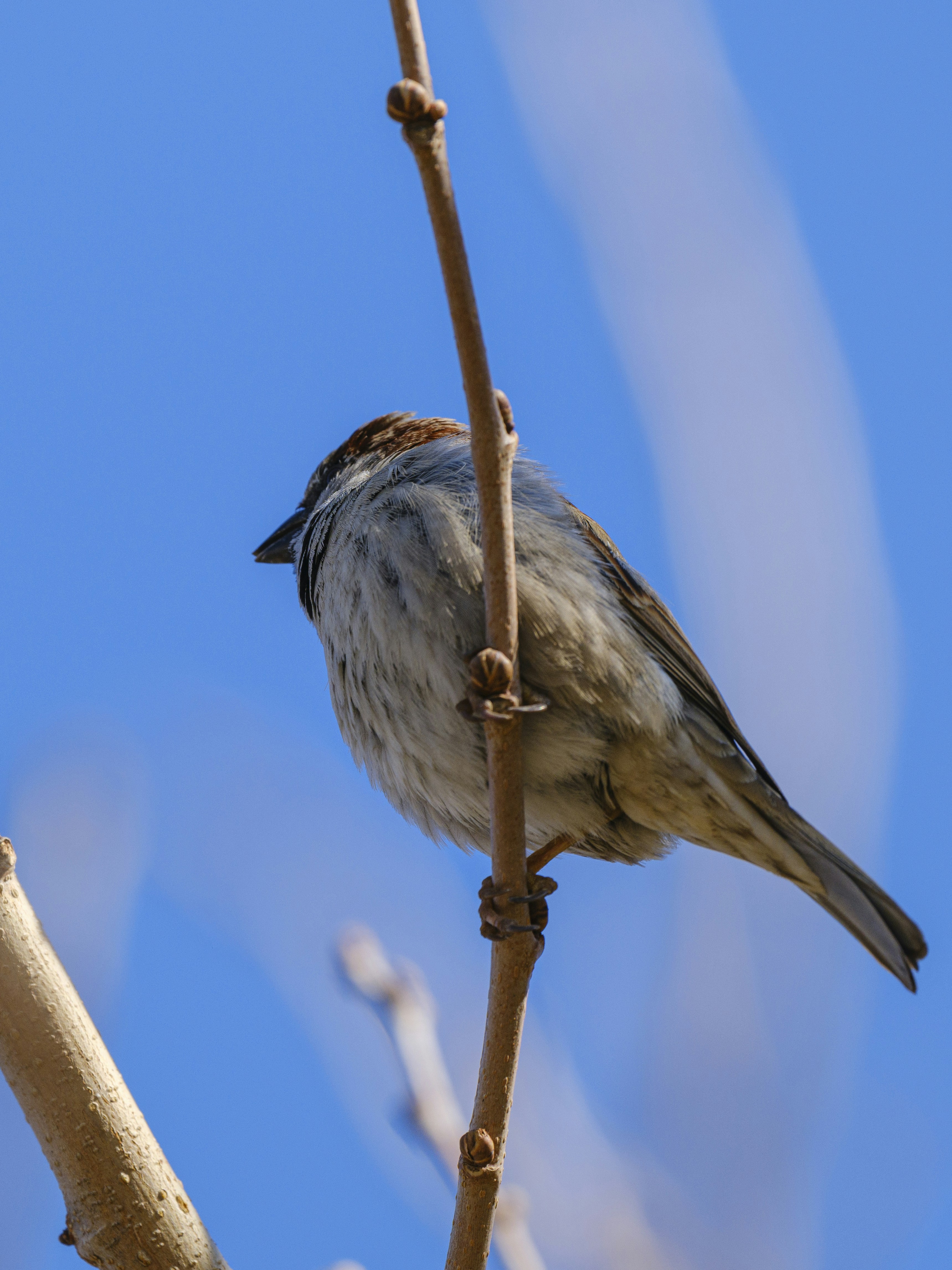 Perched in a Blue Sky: A Small Bird Clings to a Thin Branch