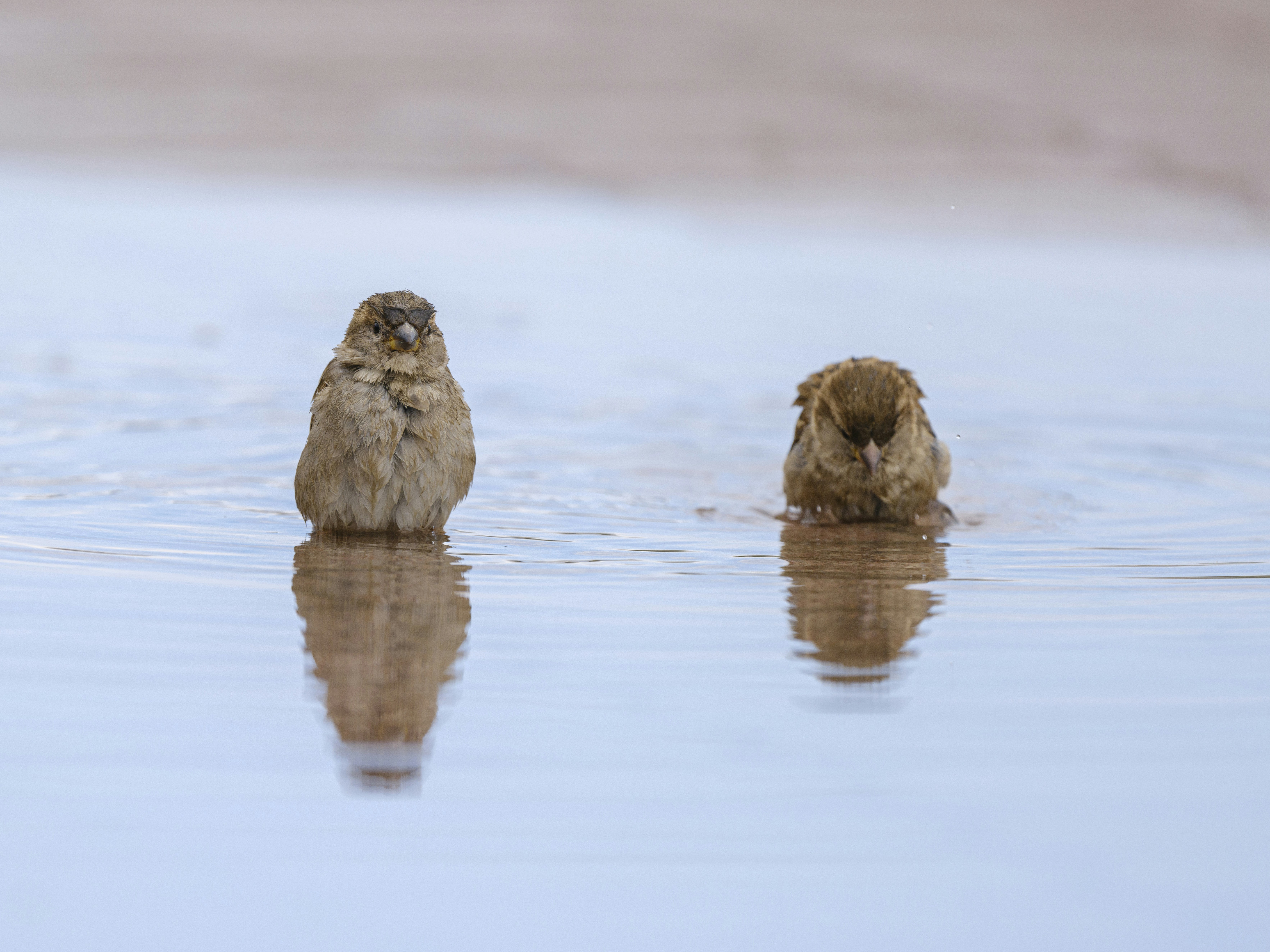 Two sparrows standing in a shallow puddle, their reflections mirrored on the water's surface.