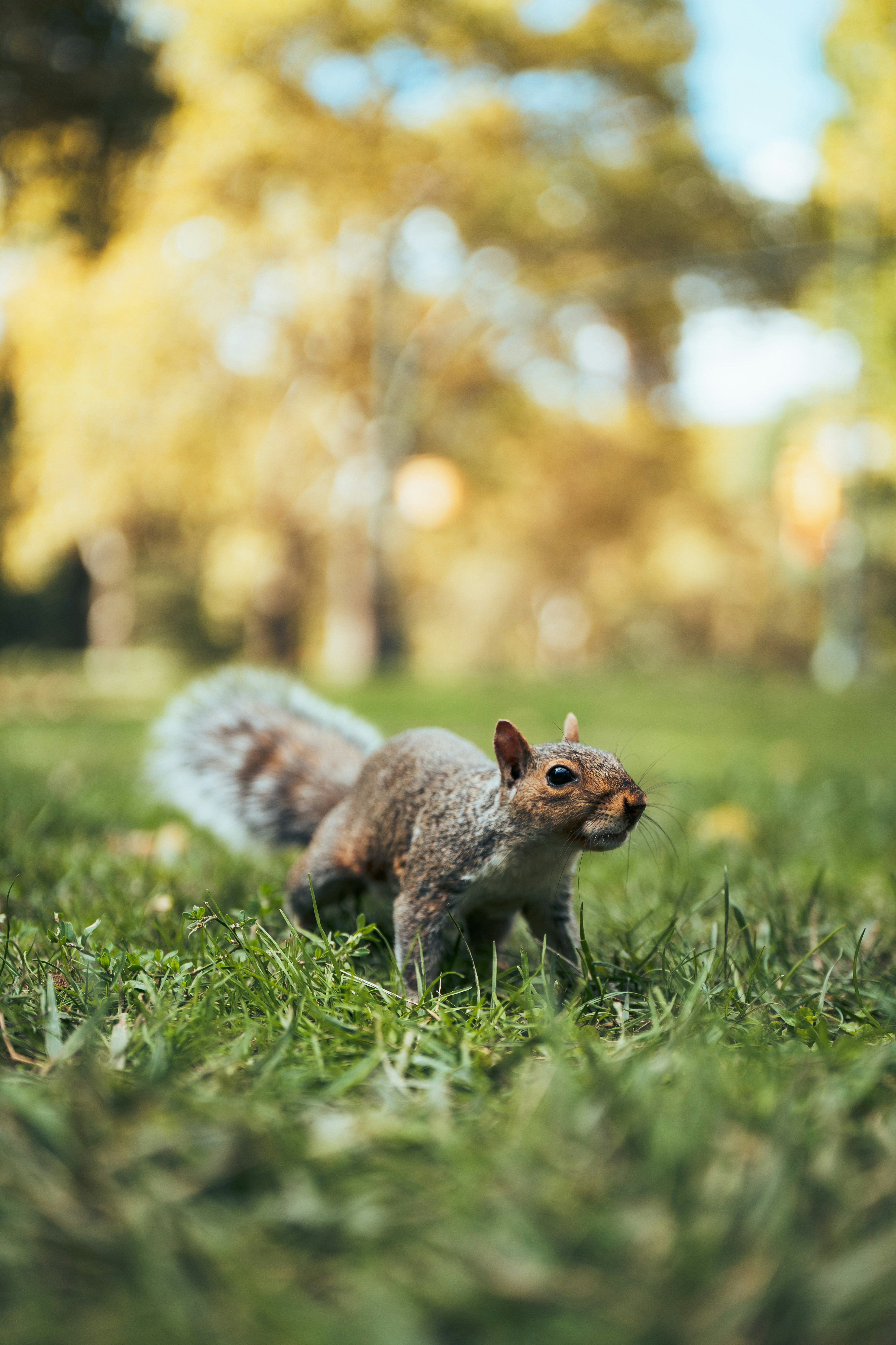 A squirrel stands ready in the green grass. photo – Free Animal Image ...