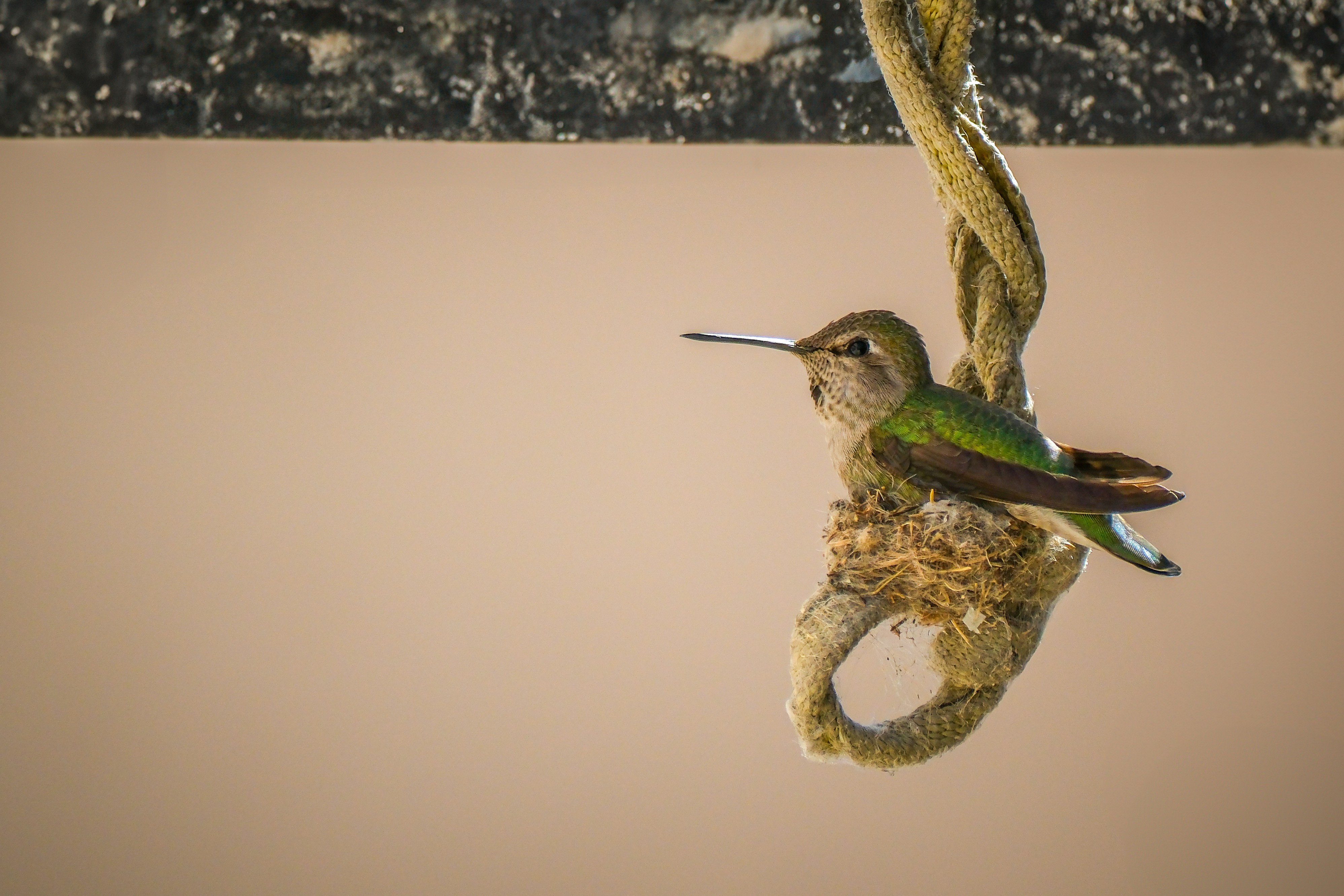Perched on a Rope: A Hummingbird Watcher