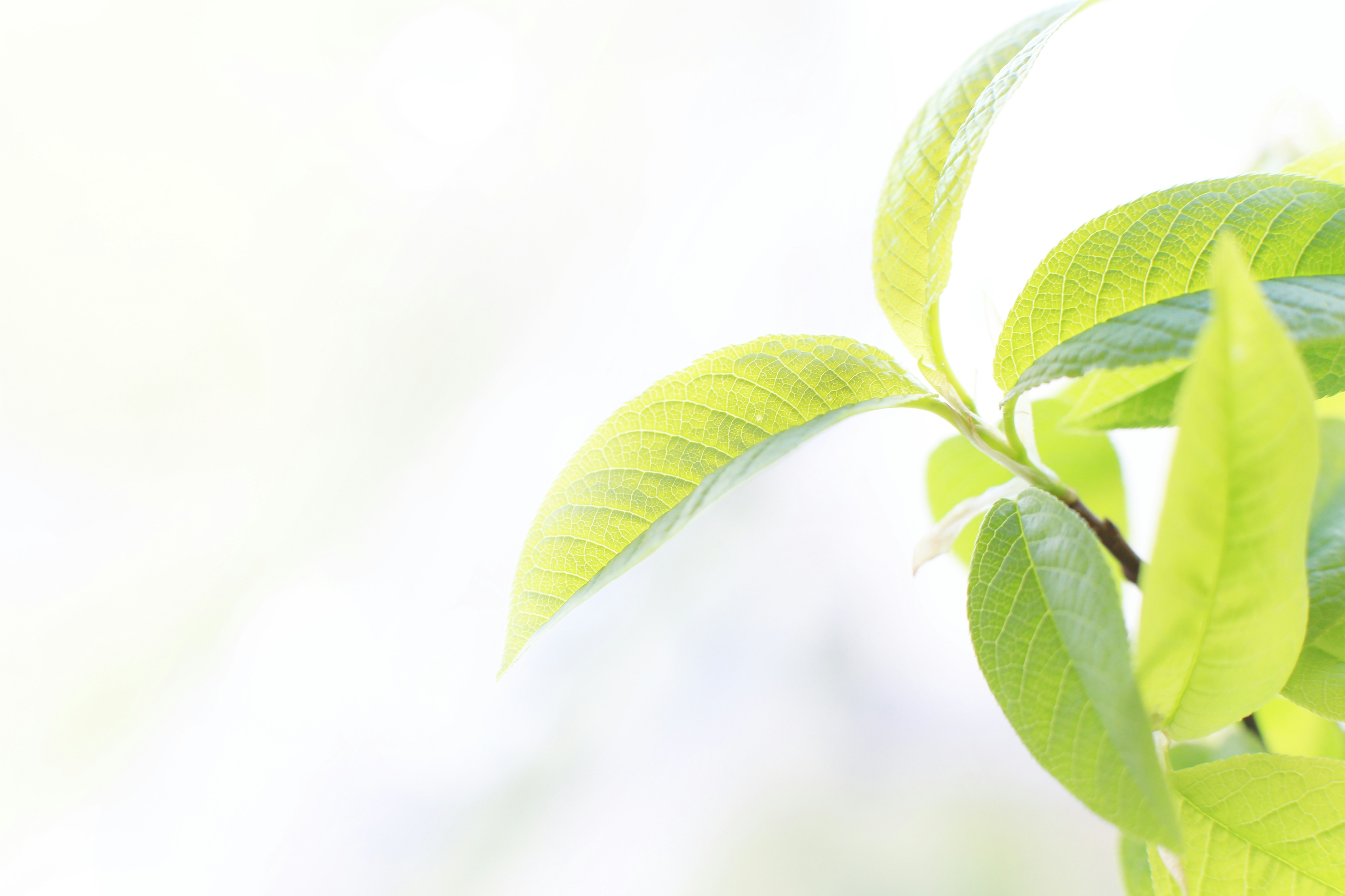 Vibrant green leaves with textured veins set against a softly blurred background.