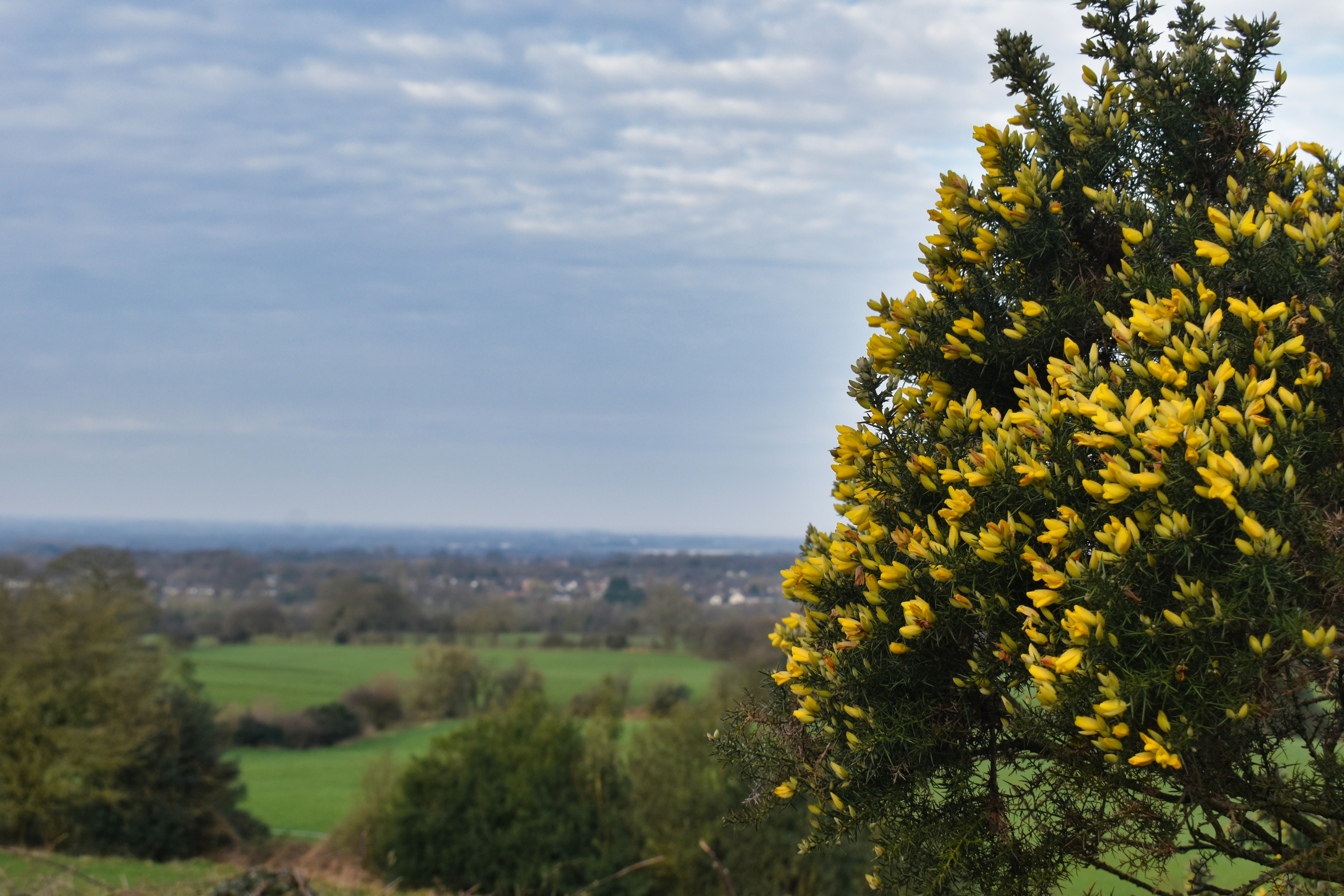 Yellow-Blossom Sentinel Over a Patchwork Valley