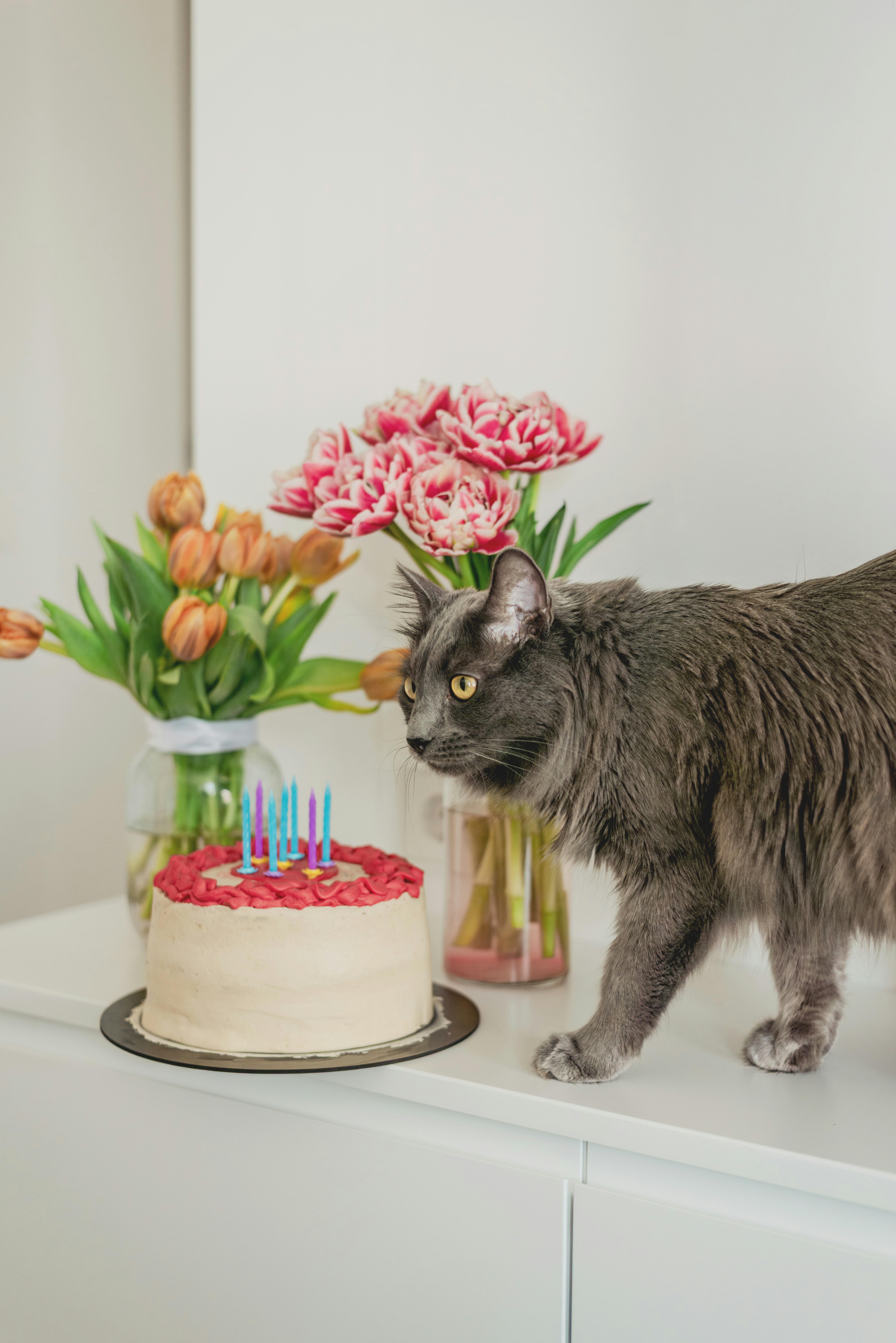 Curious Gray Cat at the Birthday Cake Amid Tulip Burst
