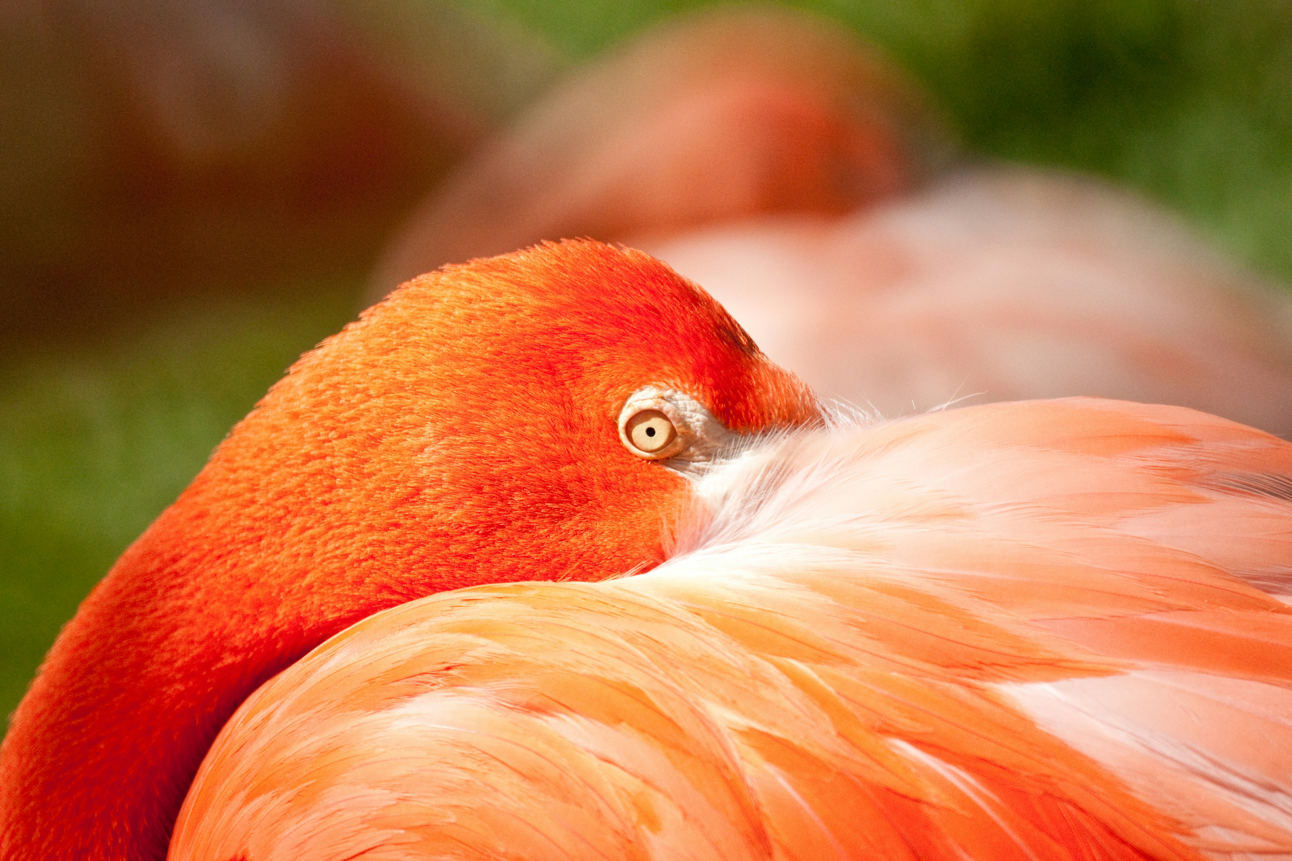 Crimson Ember Among Feathers: The Flamingo's Quiet Eye