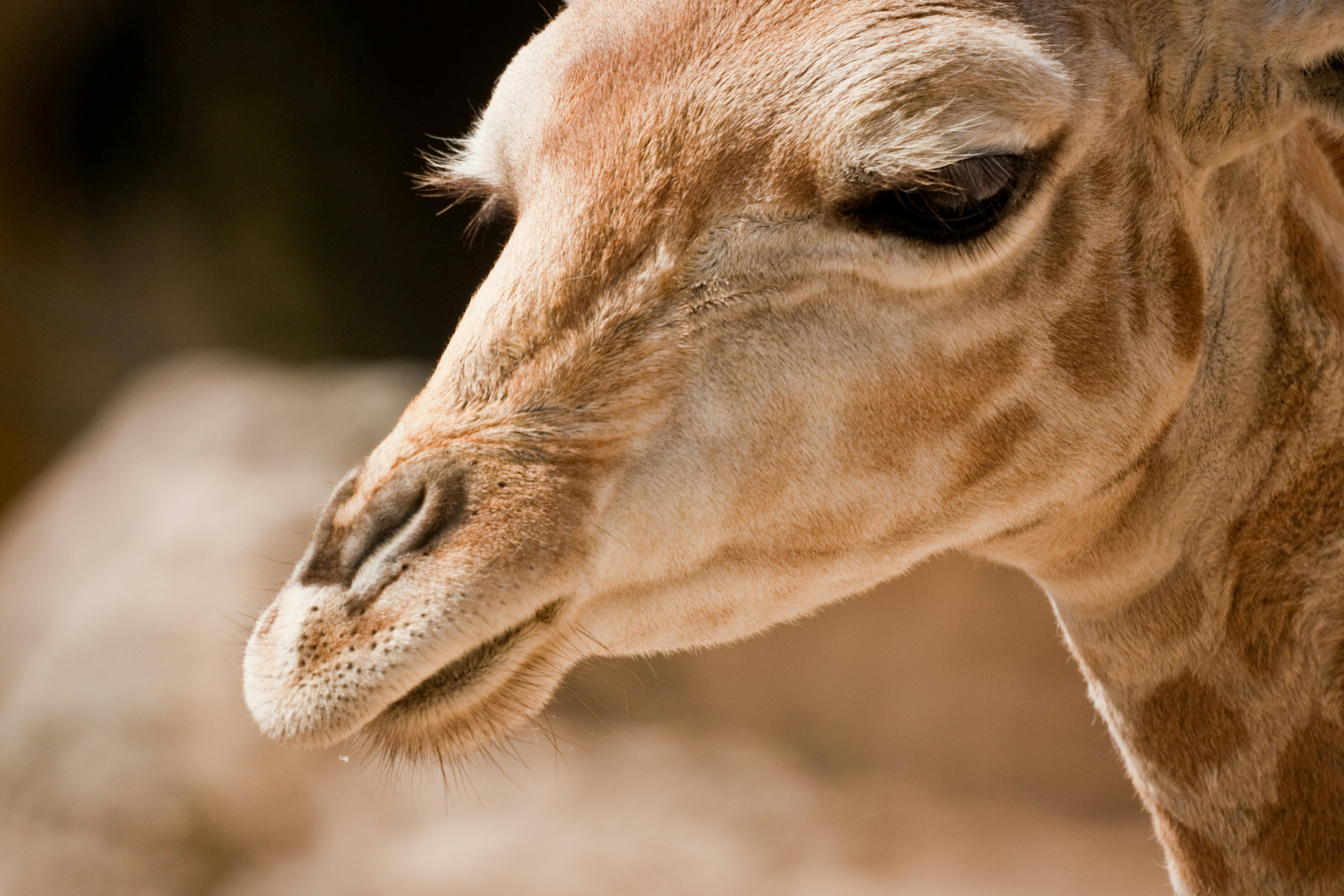 Gentle Giraffe Glimpse