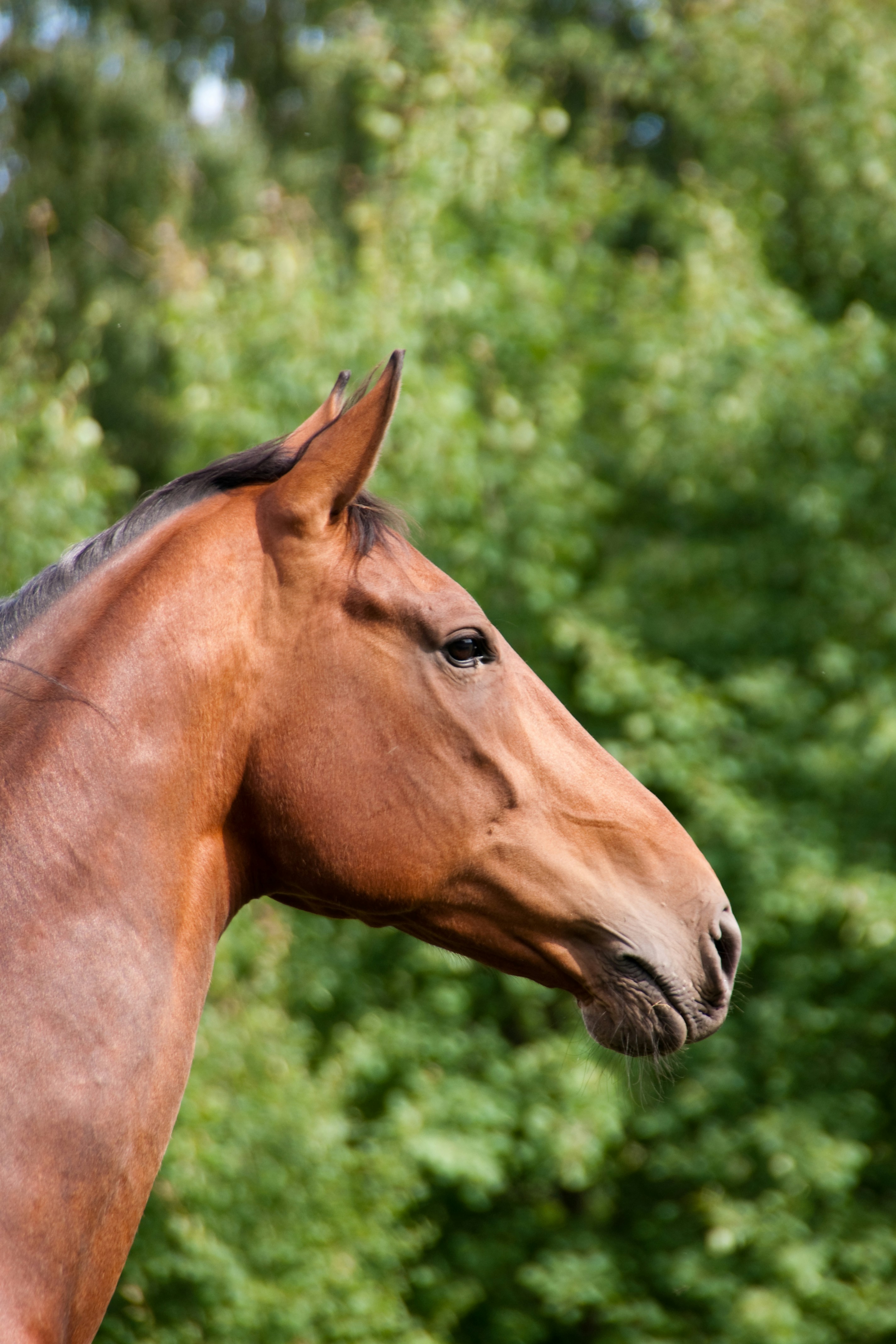 Close-up profile of a chestnut horse with a soft green bokeh background. The shot highlights the horse's head and refined neck.