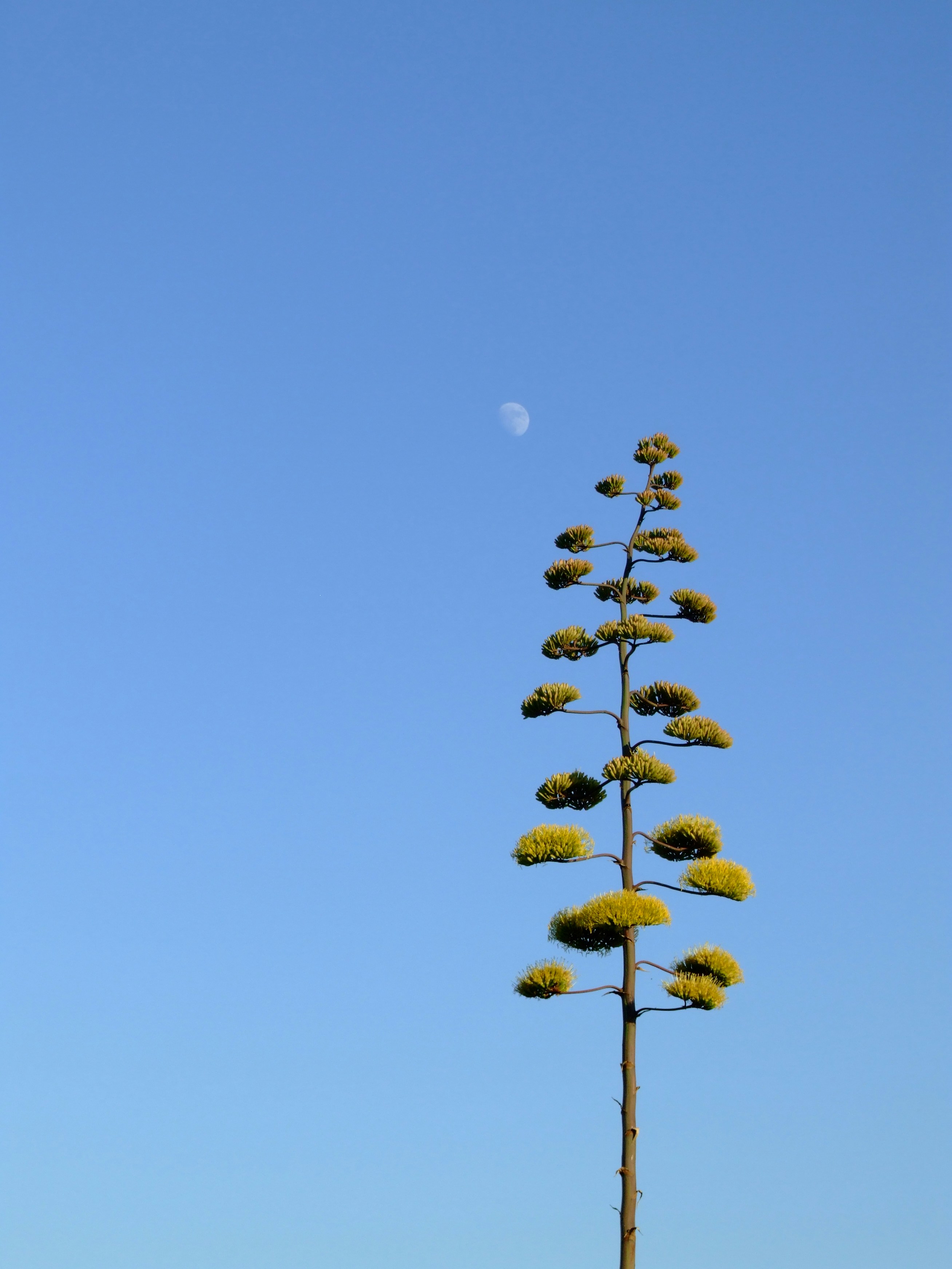 Photo by JOSE ALMEIDA with Fujifilm FinePix S9600