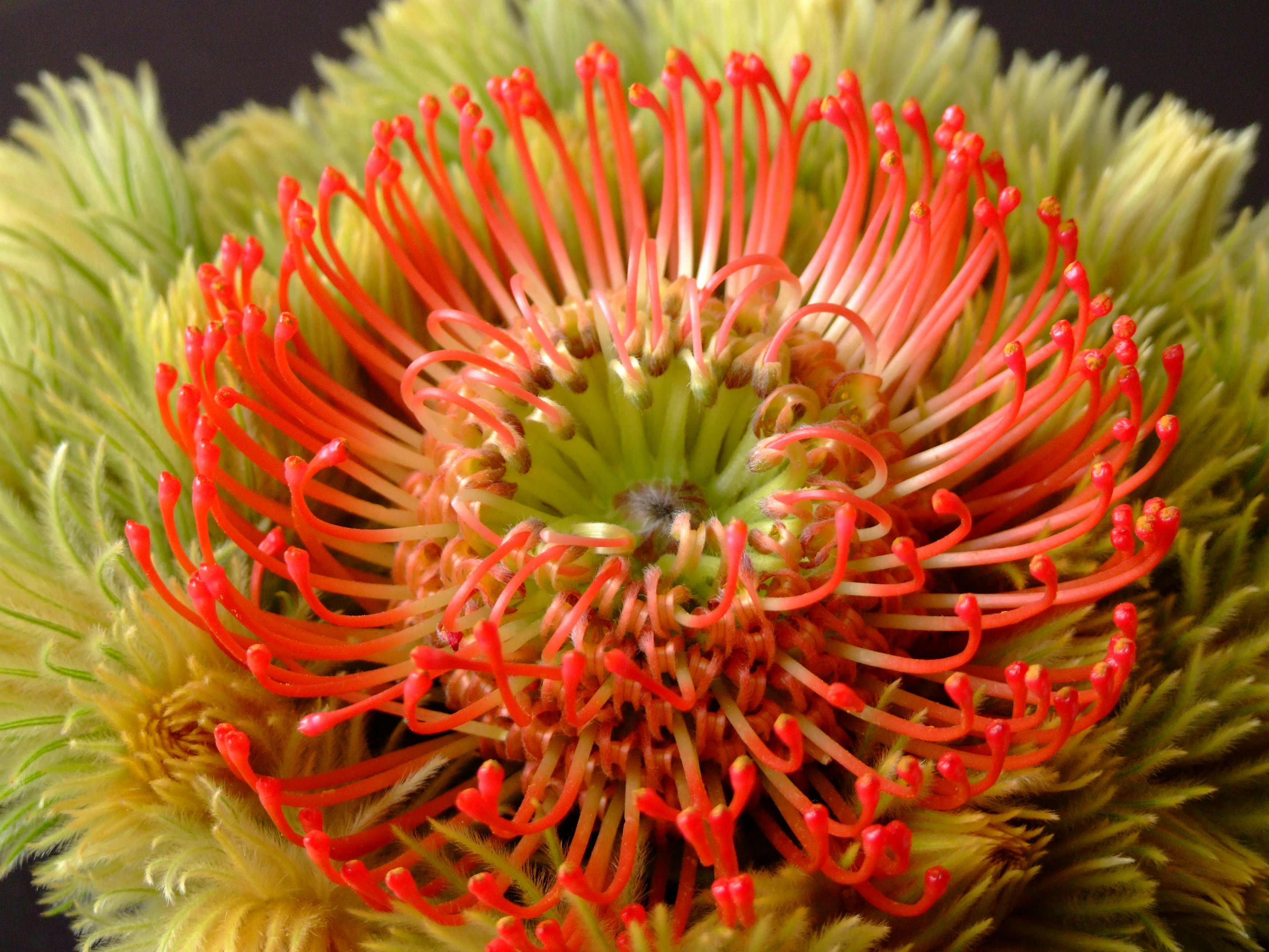 Vibrant pincushion protea with intricate red-orange filaments and green-yellow base.