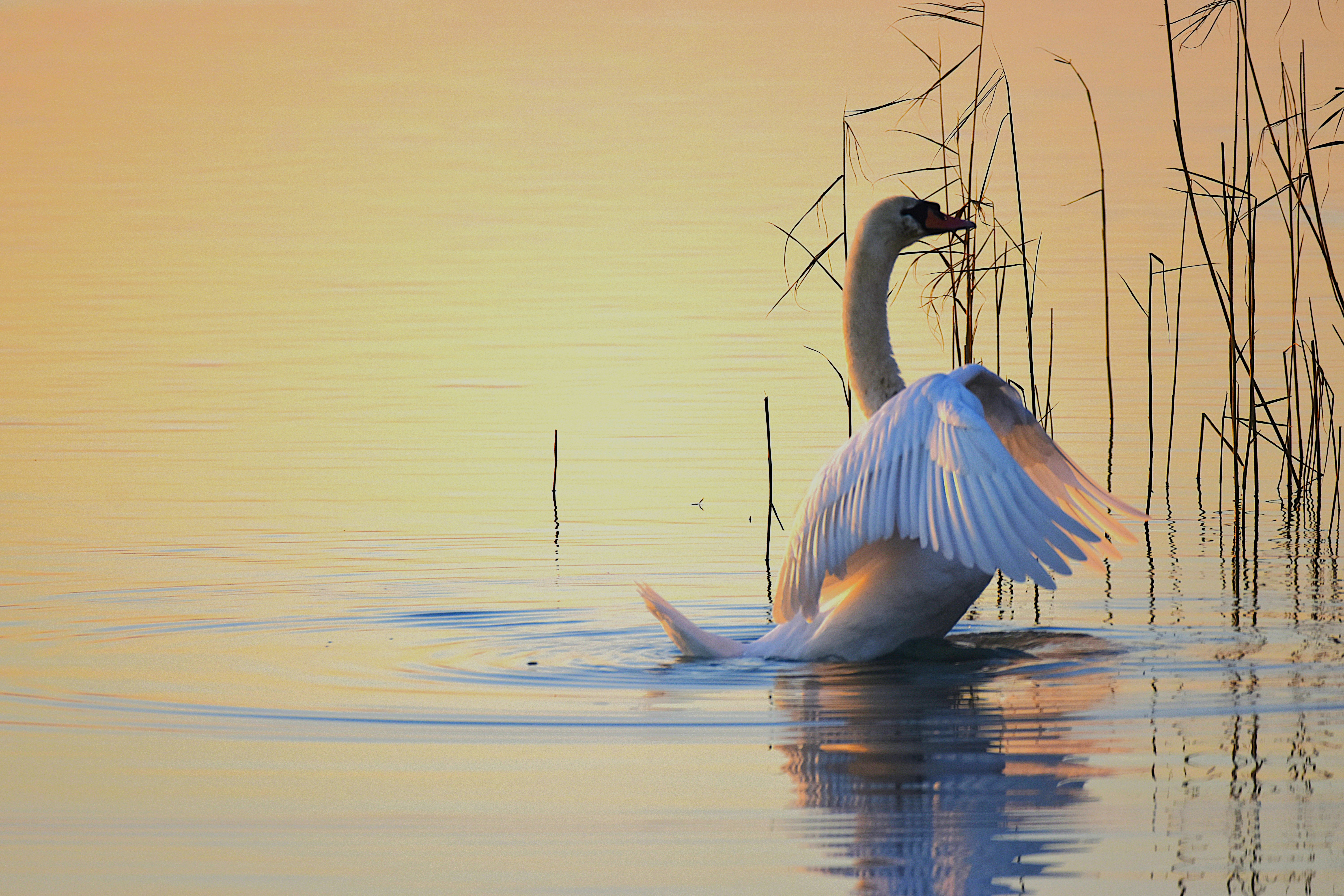 Photo by Z N with Nikon D3500