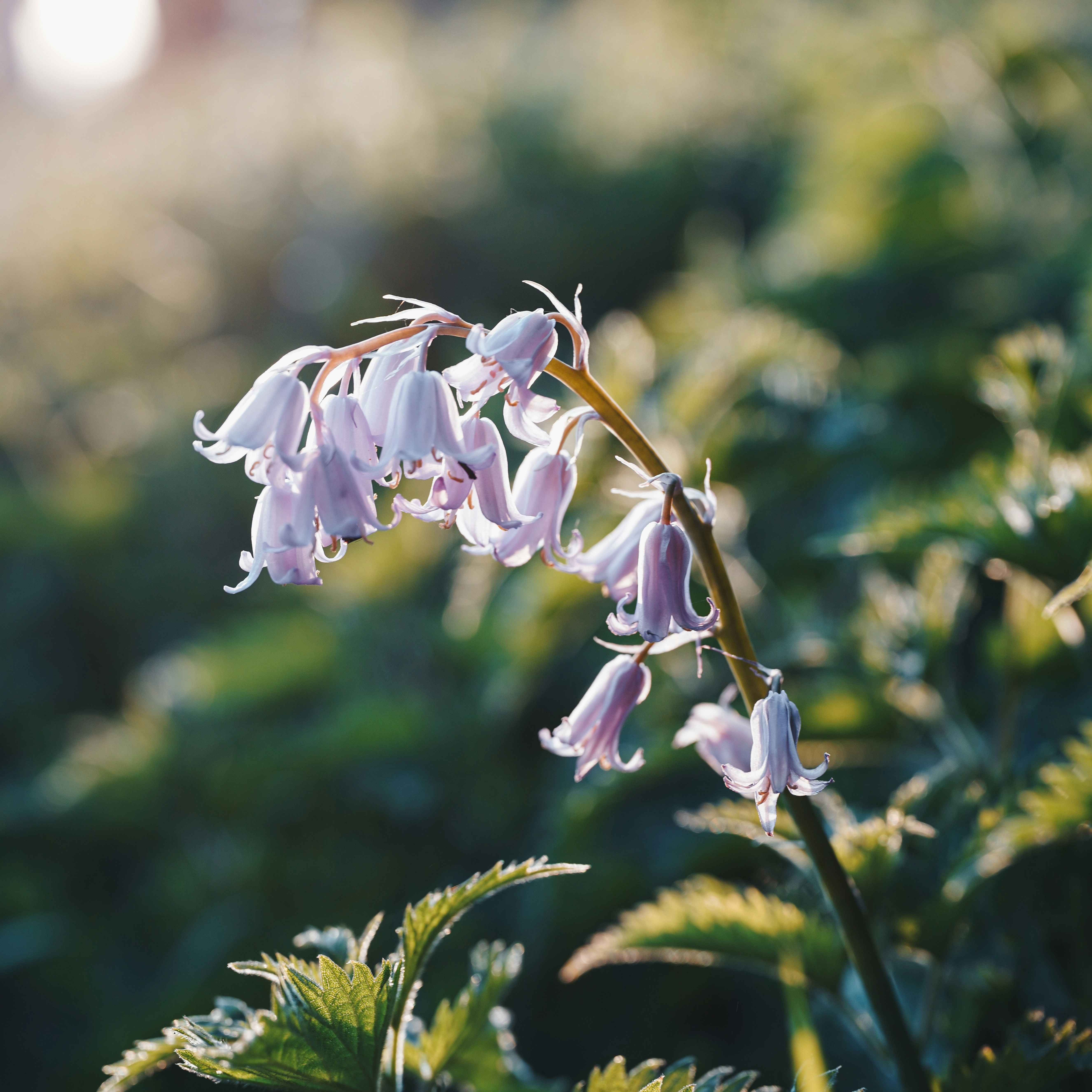 Delicate purple flowers bloom in the sunlight. photo – Free Flower ...