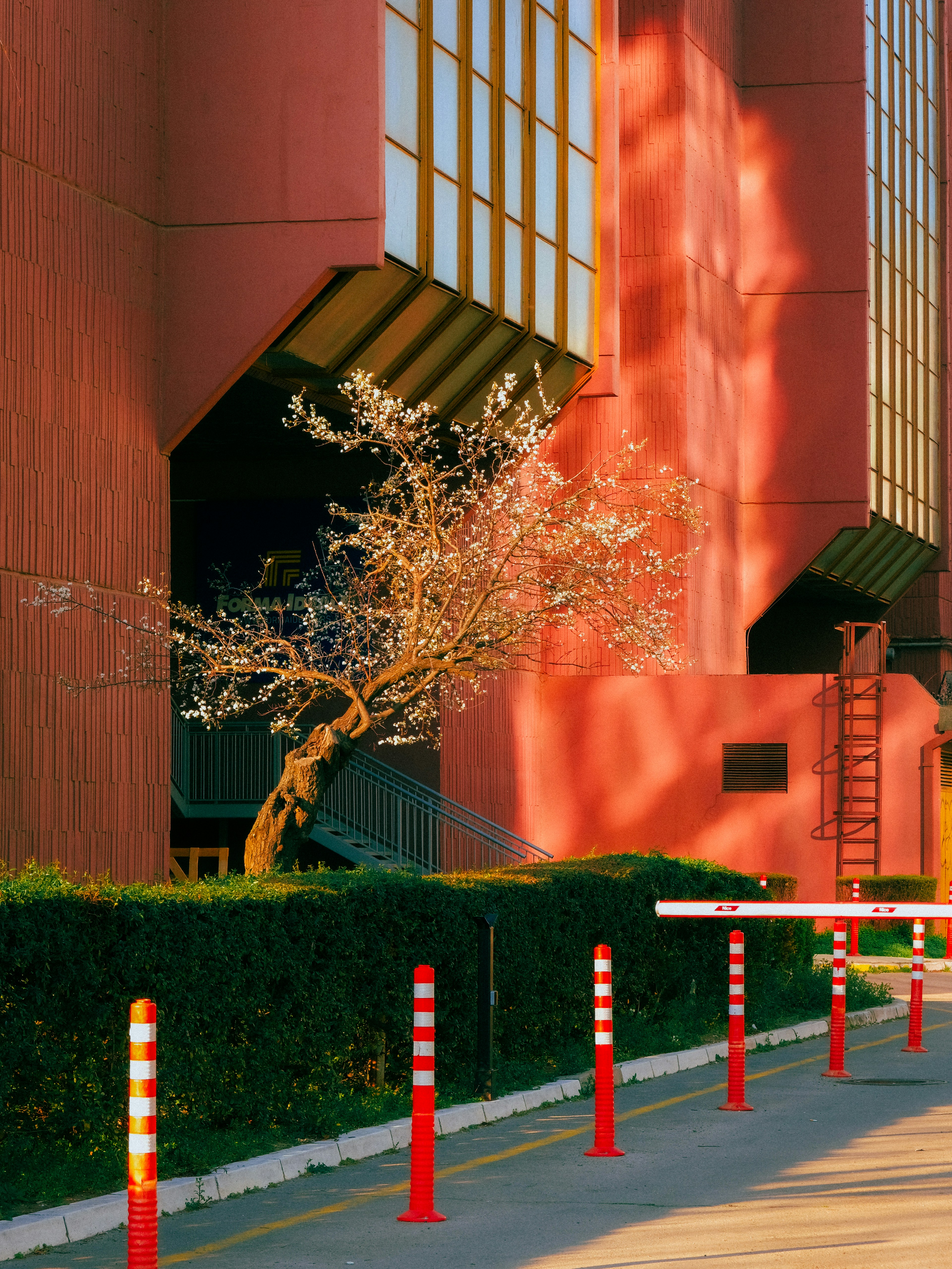 Blossoms Against a Tangerine Facade: A Quiet Street Portrait