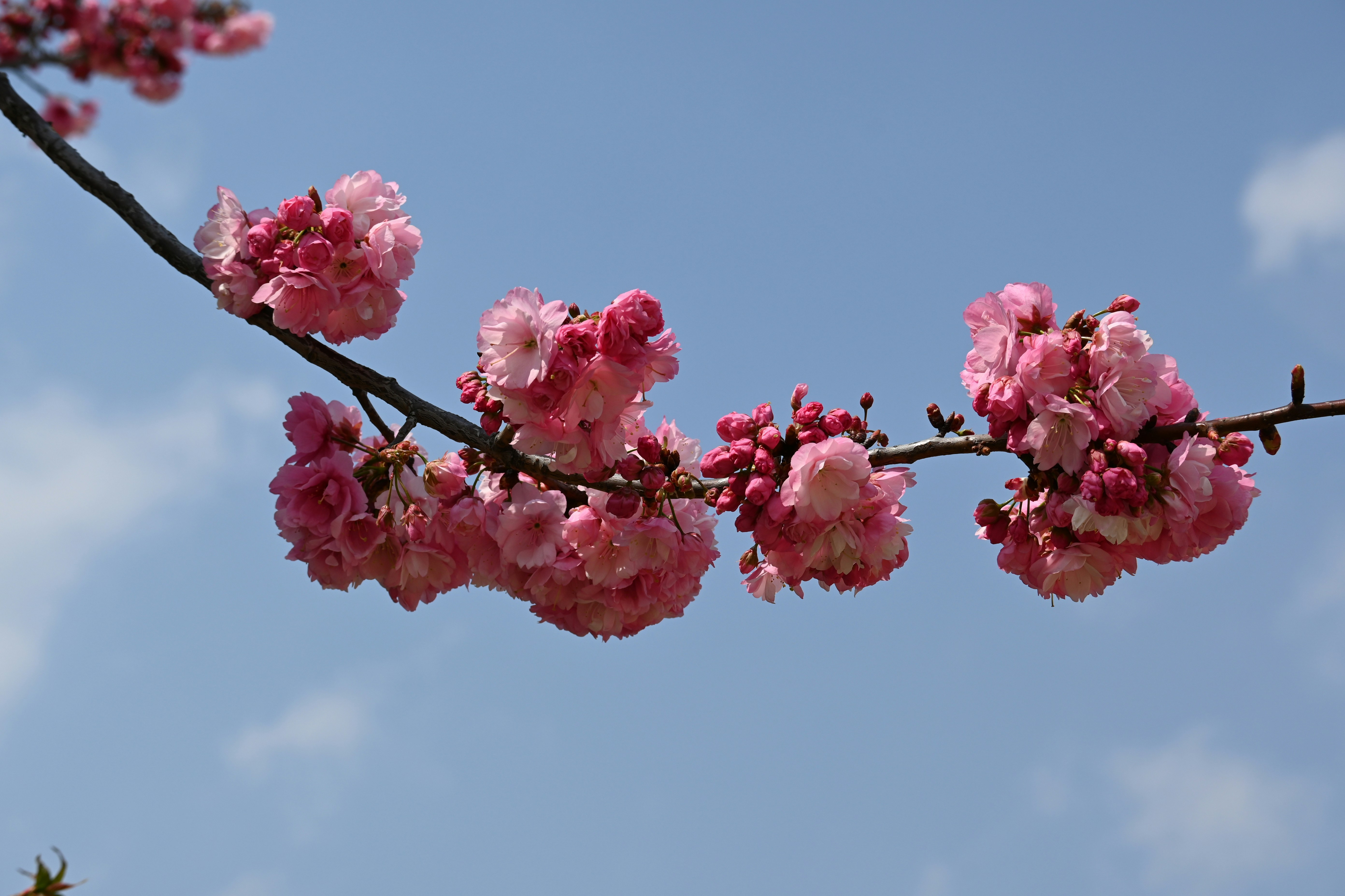 Pink Blossom Parade Across a Branch Under a Clear Blue Sky
