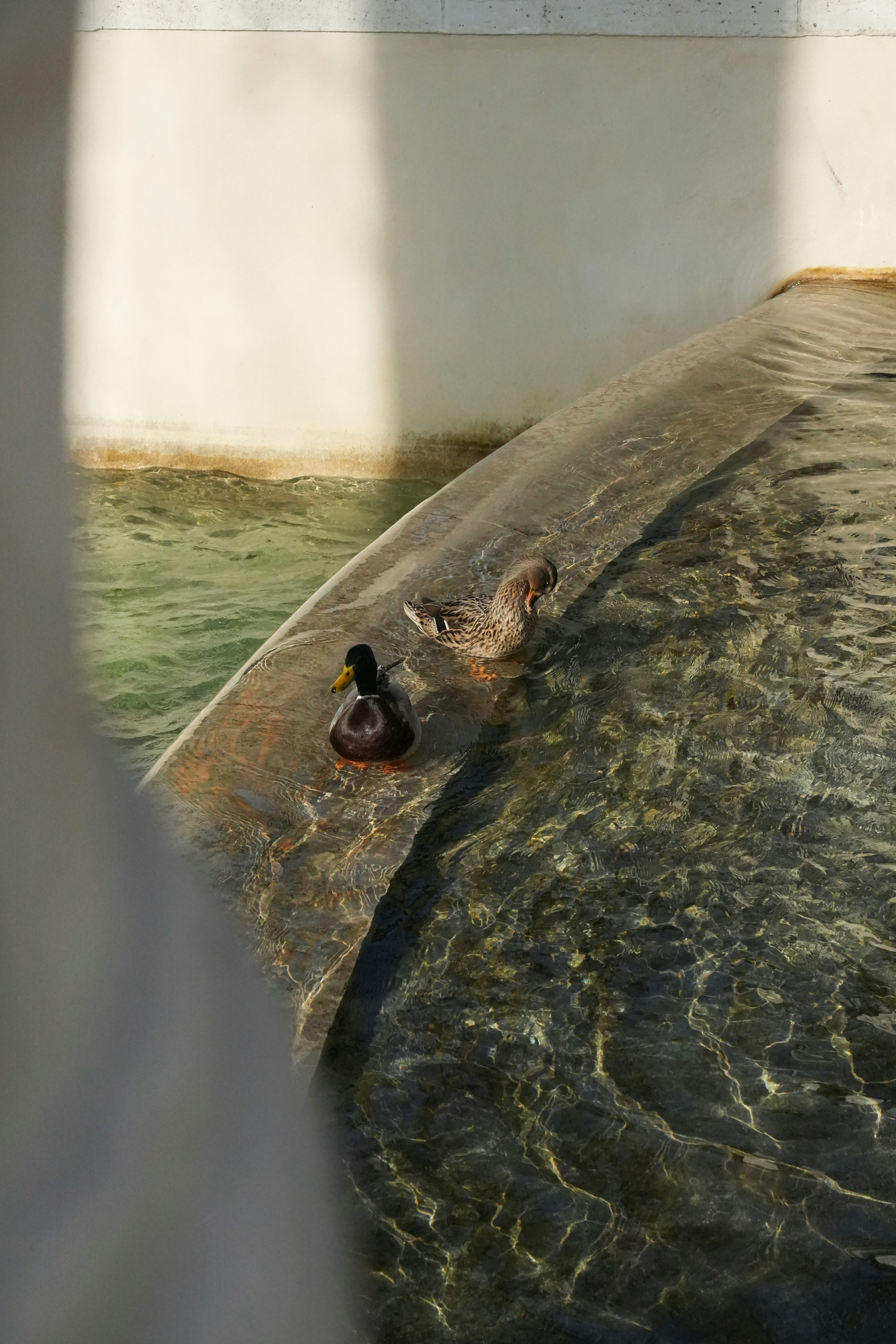 Mallards on a sunlit pool lip: a quiet moment along the curved edge