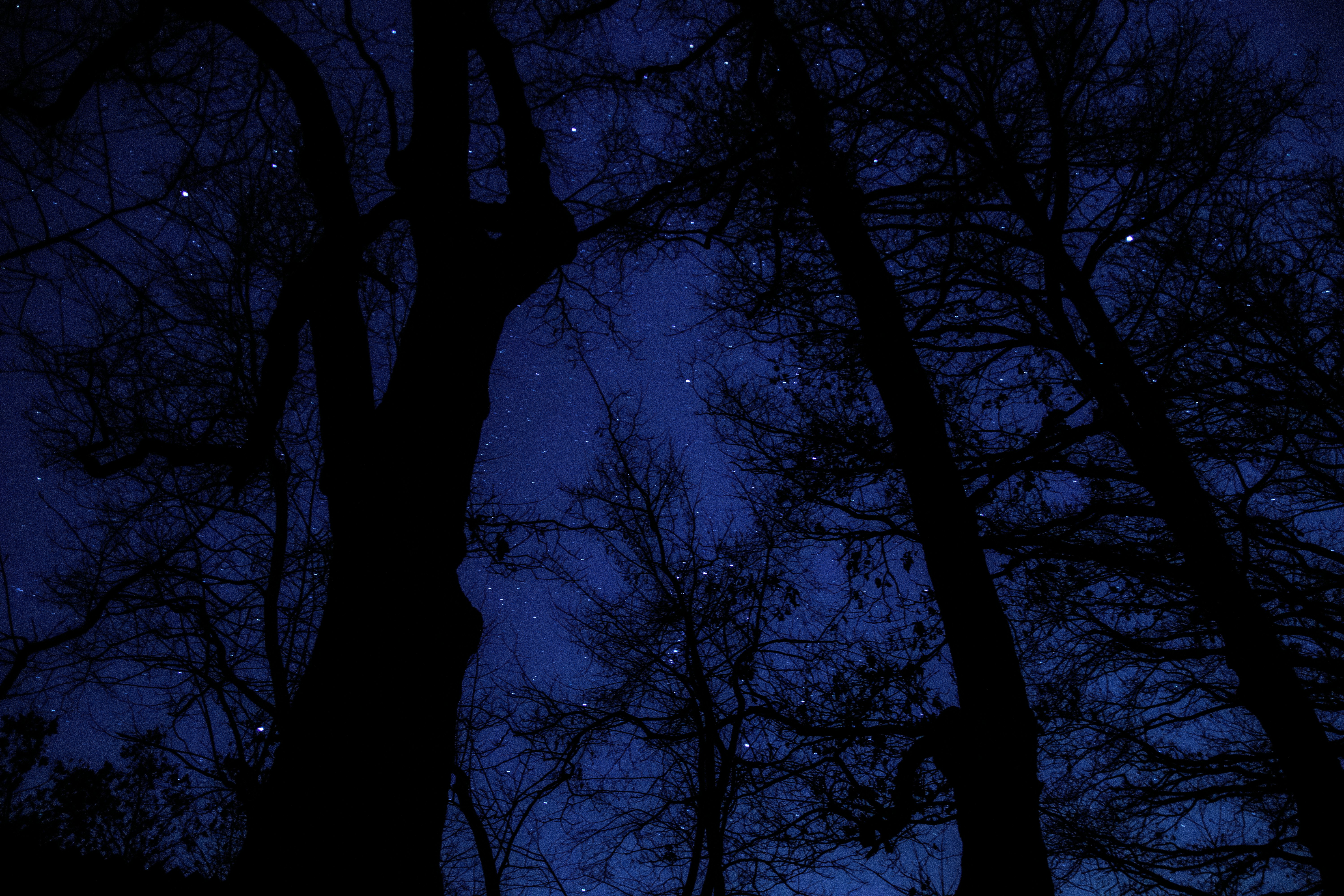 Silhouetted trees frame a starry night sky, creating a serene atmosphere of tranquility and wonder.