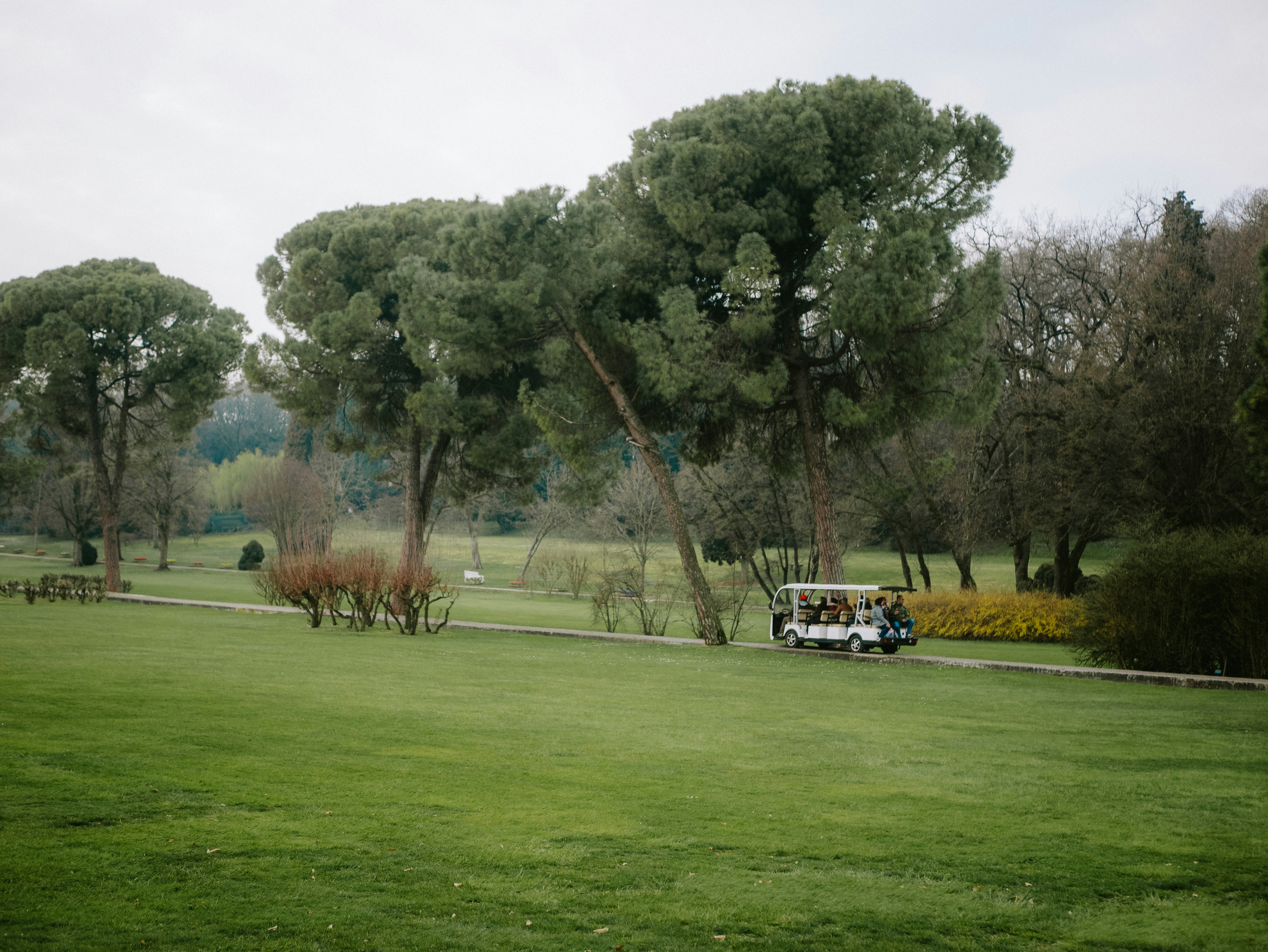 Serene Drive Through Verdant Fairways