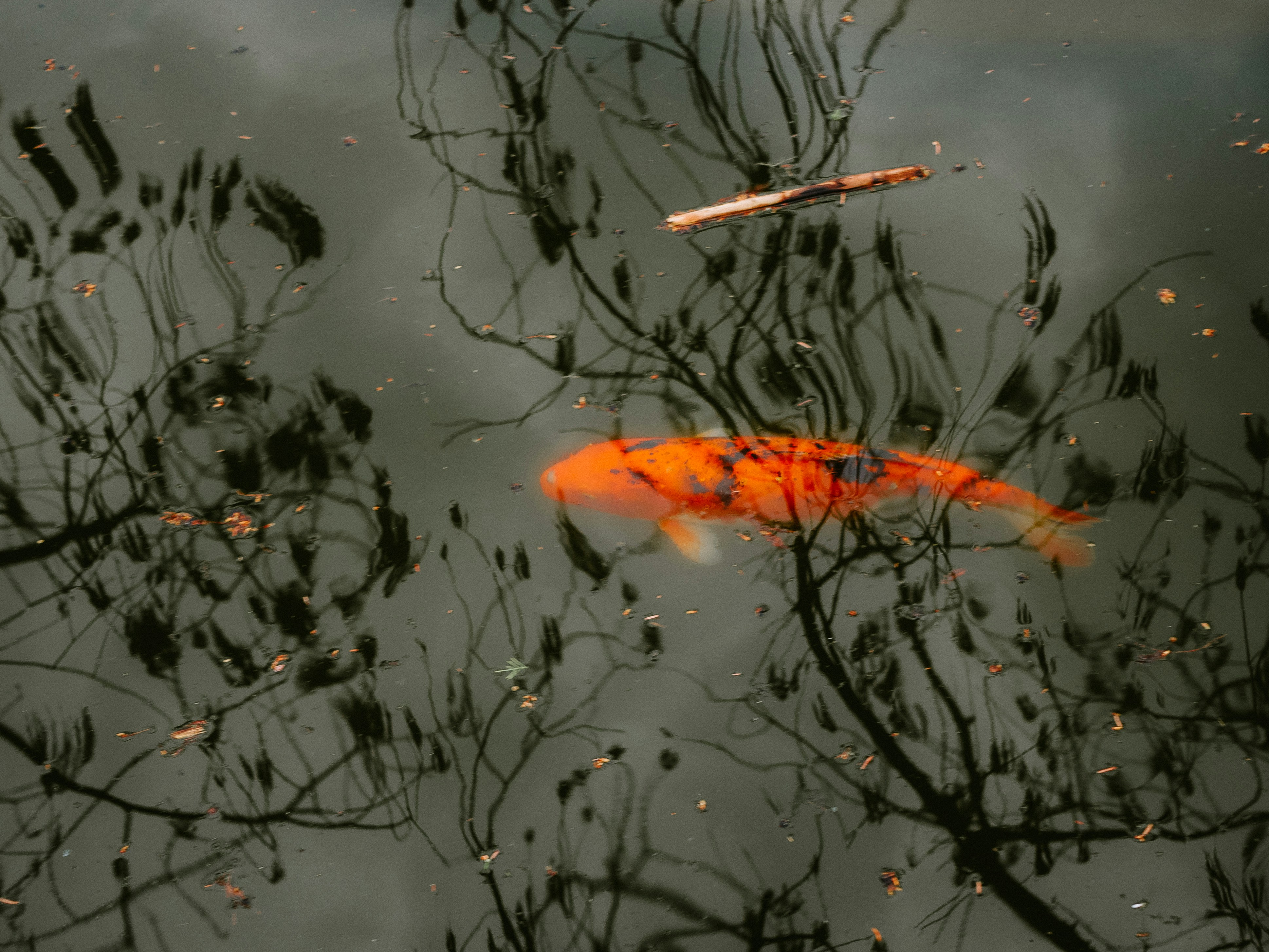 Vivid Koi Among Echoes: An Orange Whim in Still Water